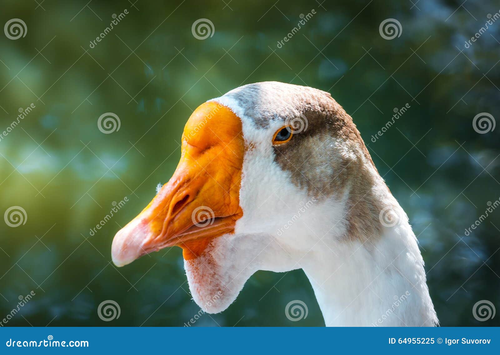 Pretty White Goose Beautiful Portrait Stock Image - Image of goose ...