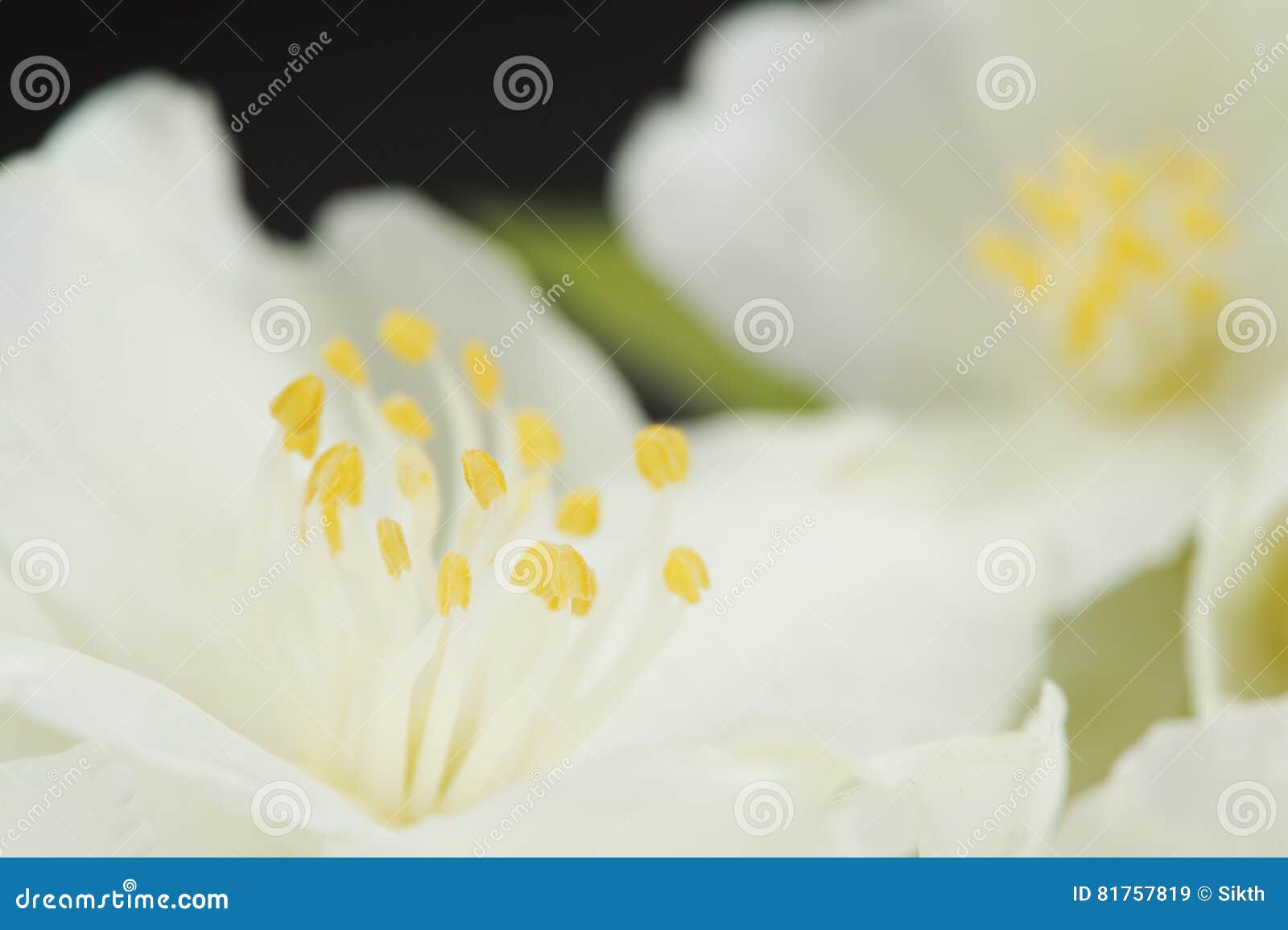 Pretty White Jasmine Flowers Macro Stock Image - Image of gentle ...