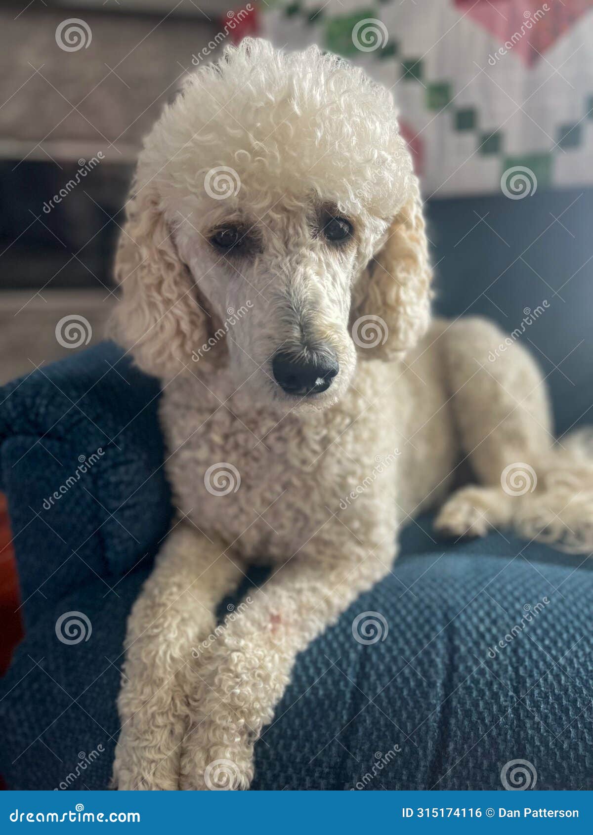 Pretty White Poodle Calmly Sitting on a Couch Staring at the Camera ...