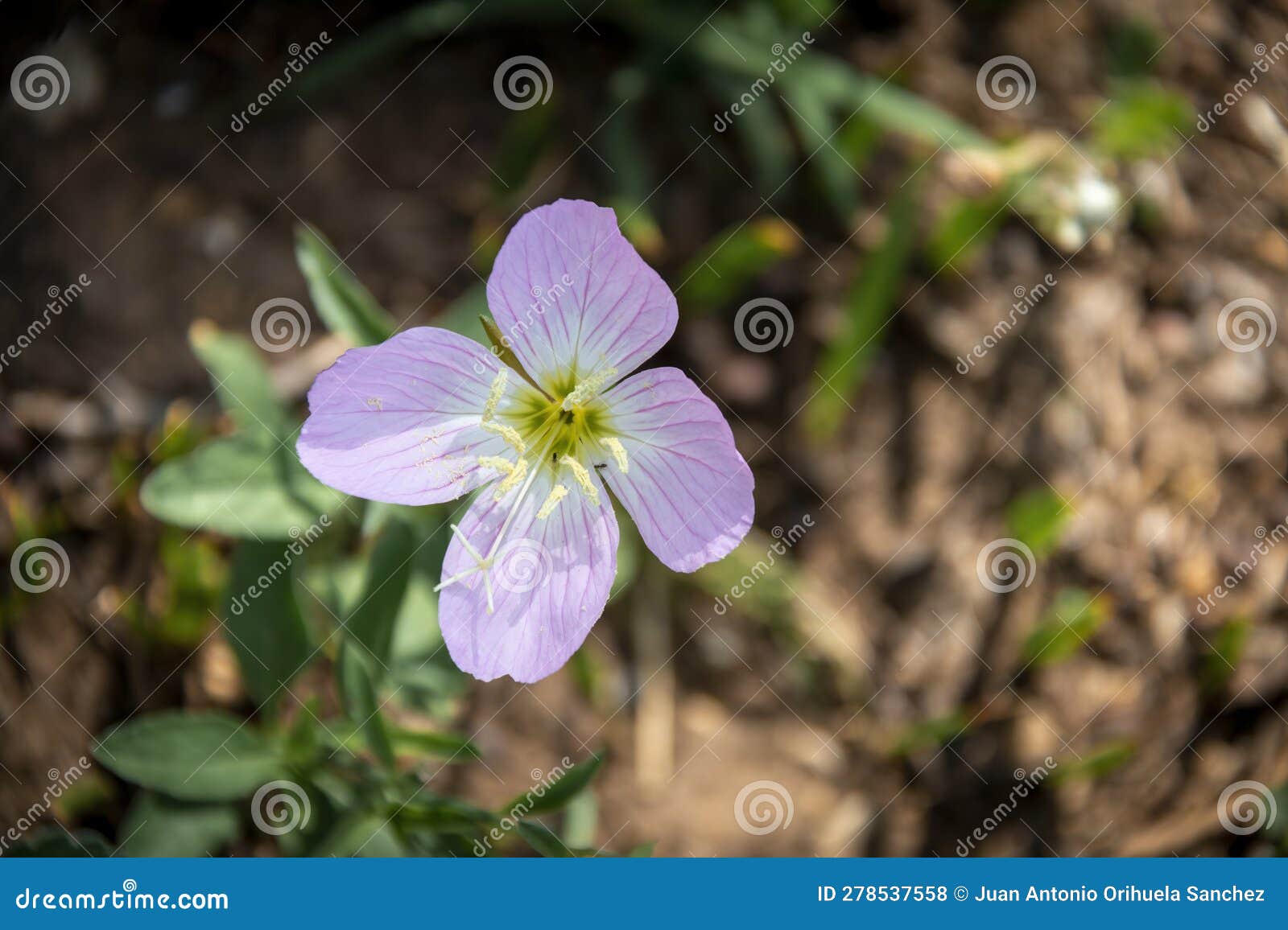 Wild Flowers Decorating Parks and Gardens Stock Photo - Image of leaf ...