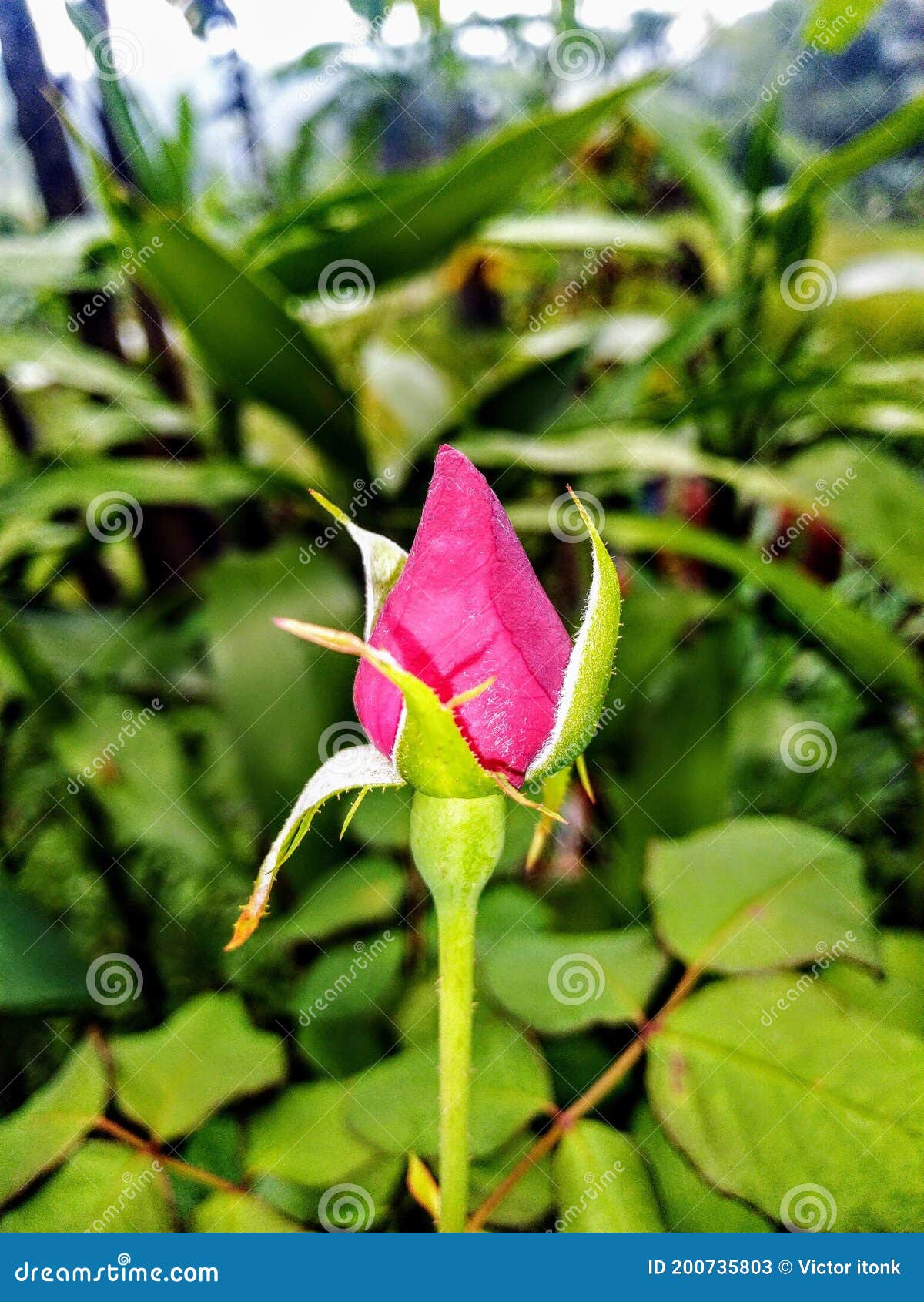 So pretty wild rose buds stock image. Image of nature - 200735803