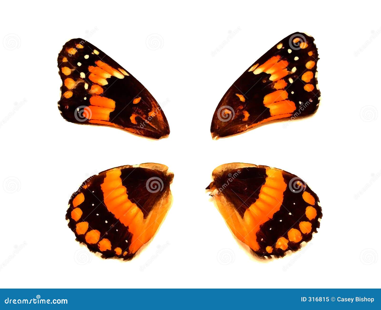 Pretty Wings stock image. Image of colorful, wings, butterfly - 316815