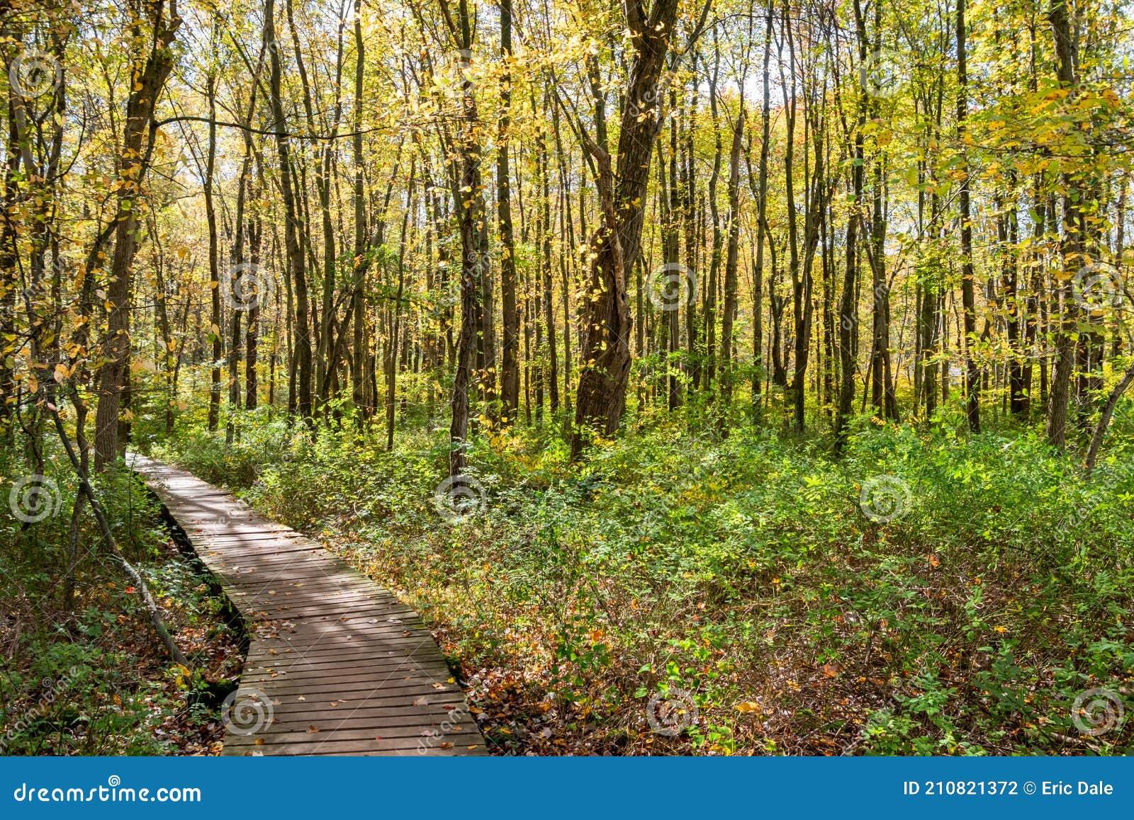 Pretty Wooden Boardwalk Path Winding through a Green Forest Dappled ...