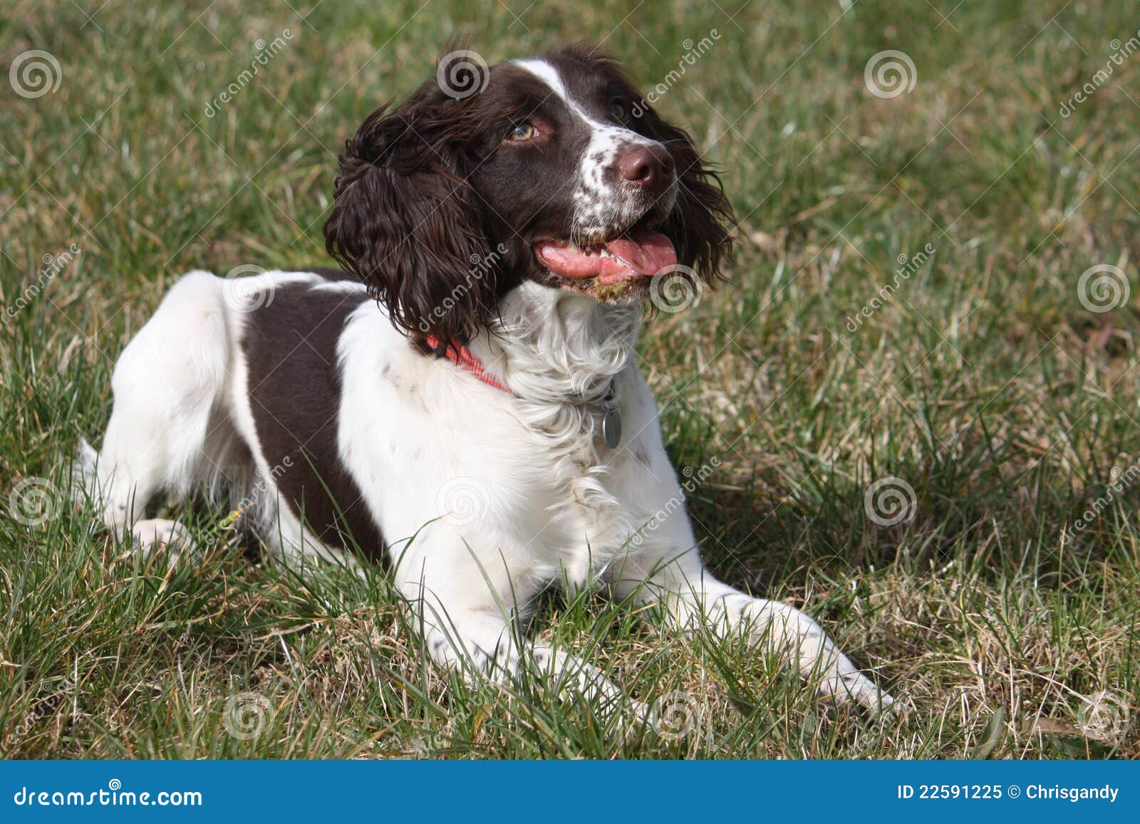A Pretty Working English Springer Spaniel Gundog Stock Image - Image of ...
