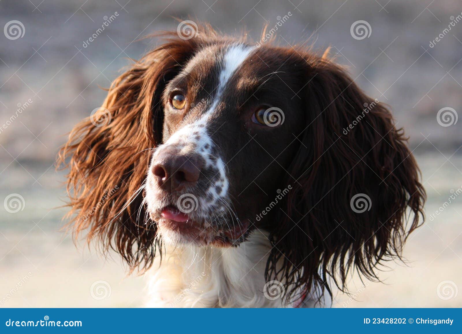 A Pretty Working English Springer Spaniel Gundog Stock Photo - Image of ...