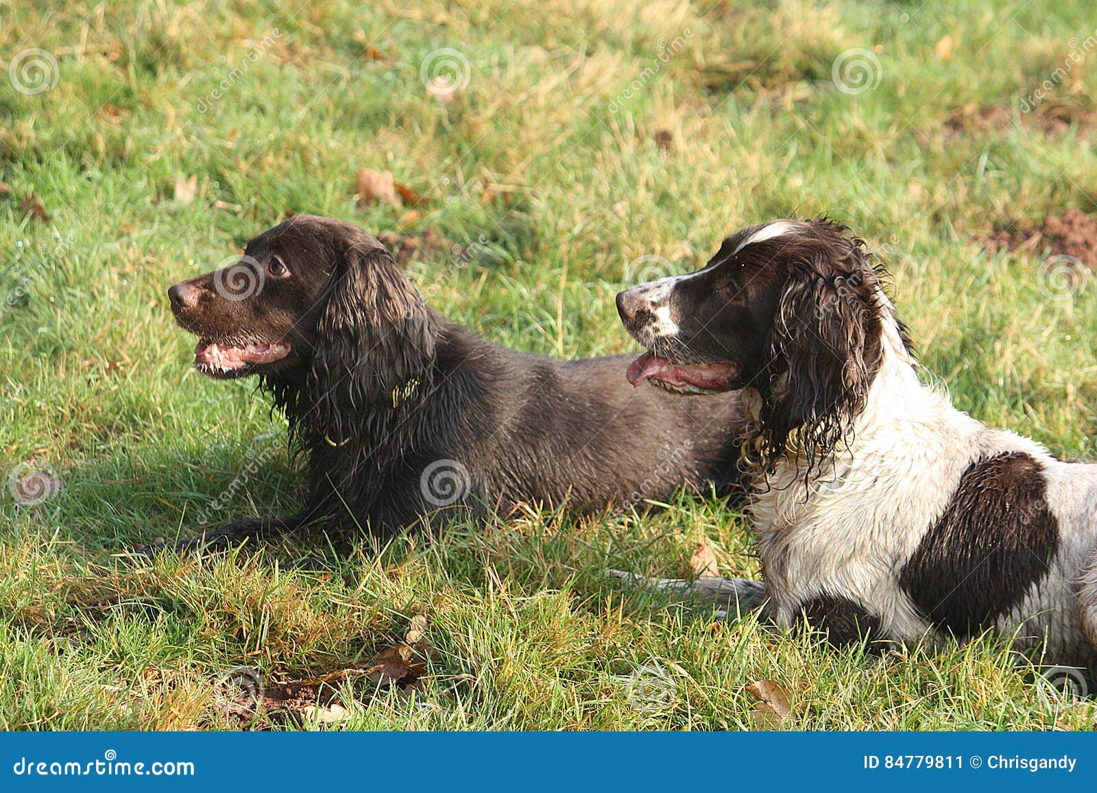Pretty Working Type Spaniel Gundogs Lying on Grass Together Stock Image ...