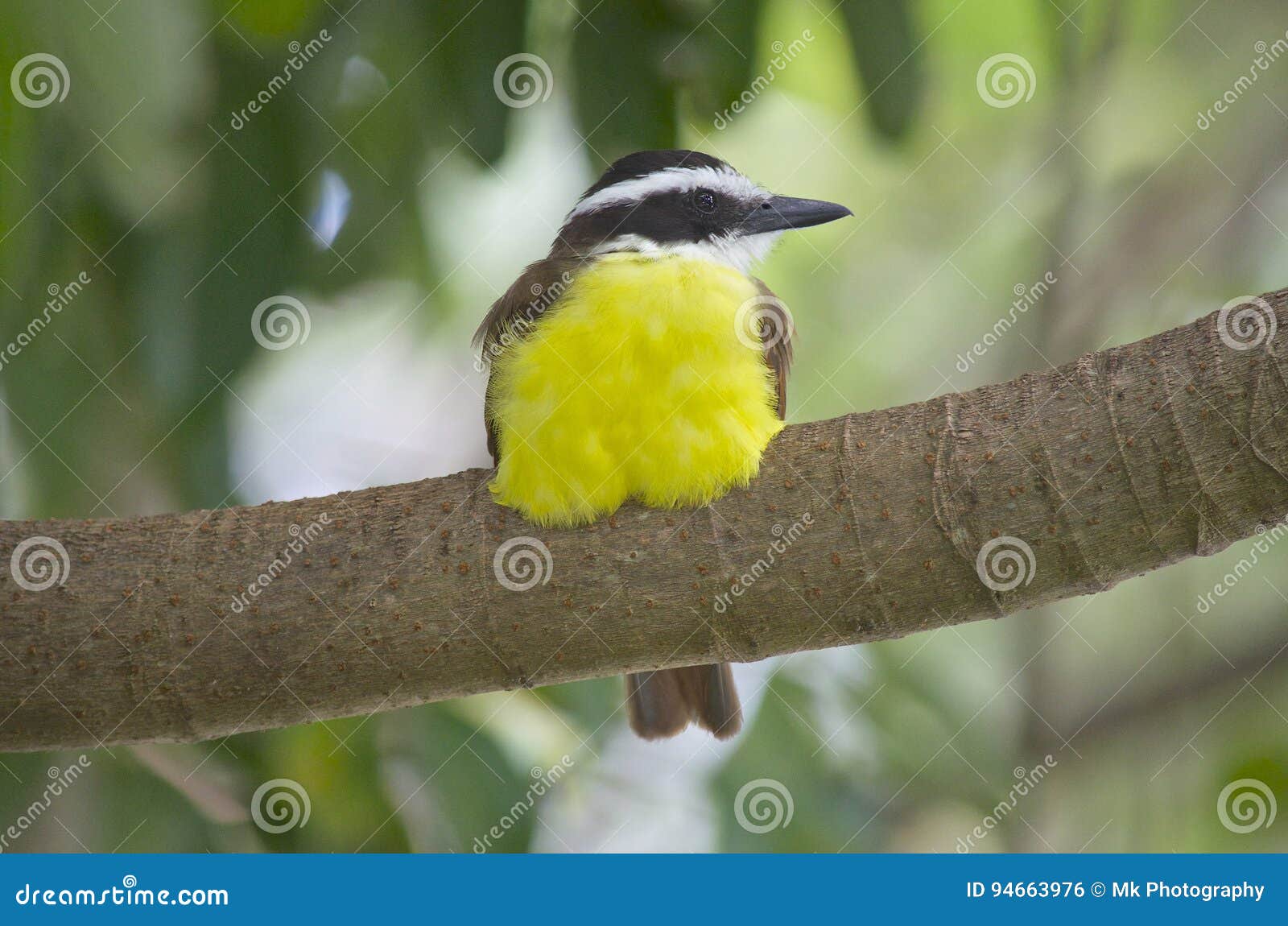 Pretty Yellow Bird stock photo. Image of photographed - 94663976