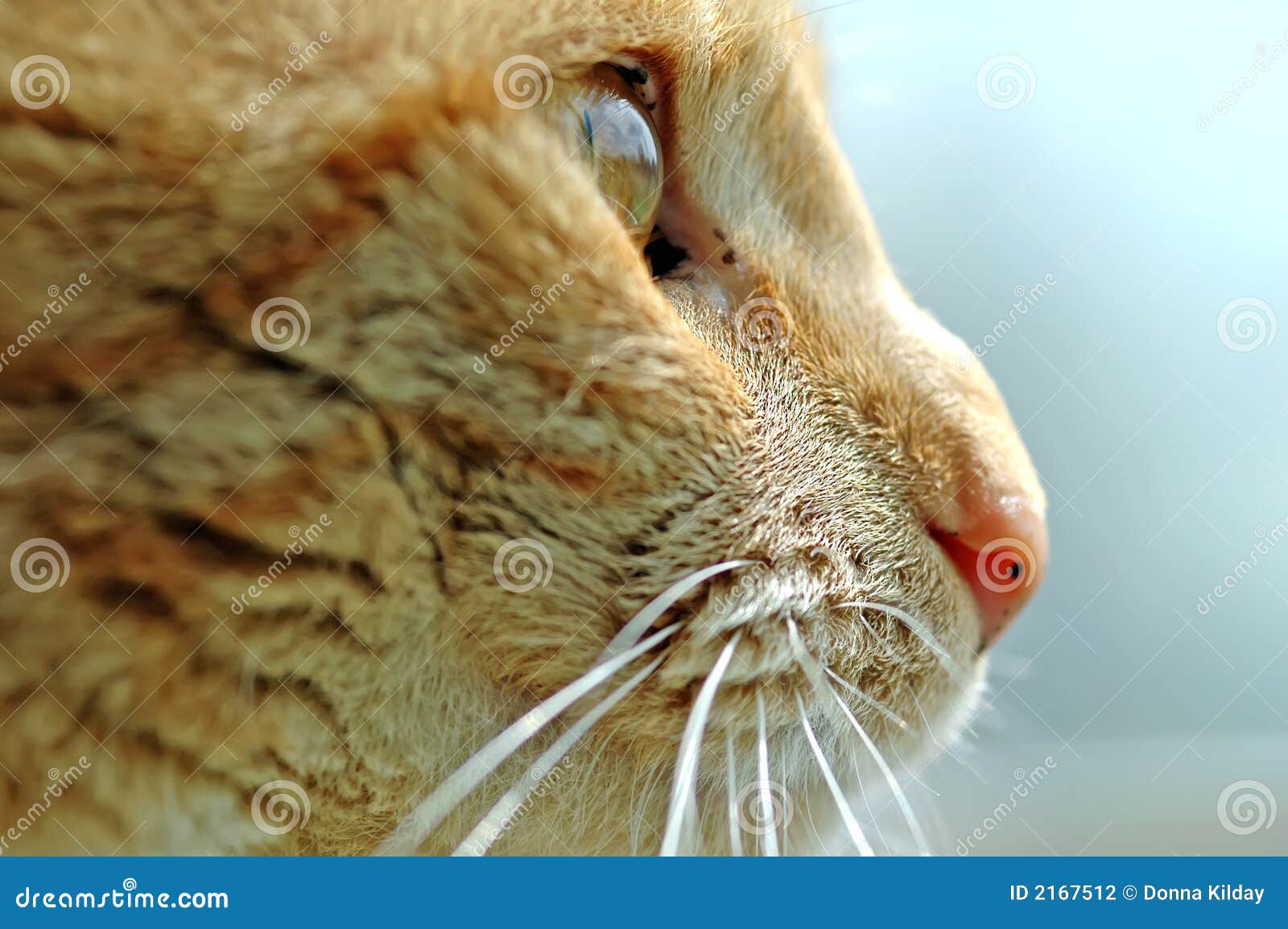 Pretty Yellow Cat Face stock photo. Image of stripes, farm - 2167512