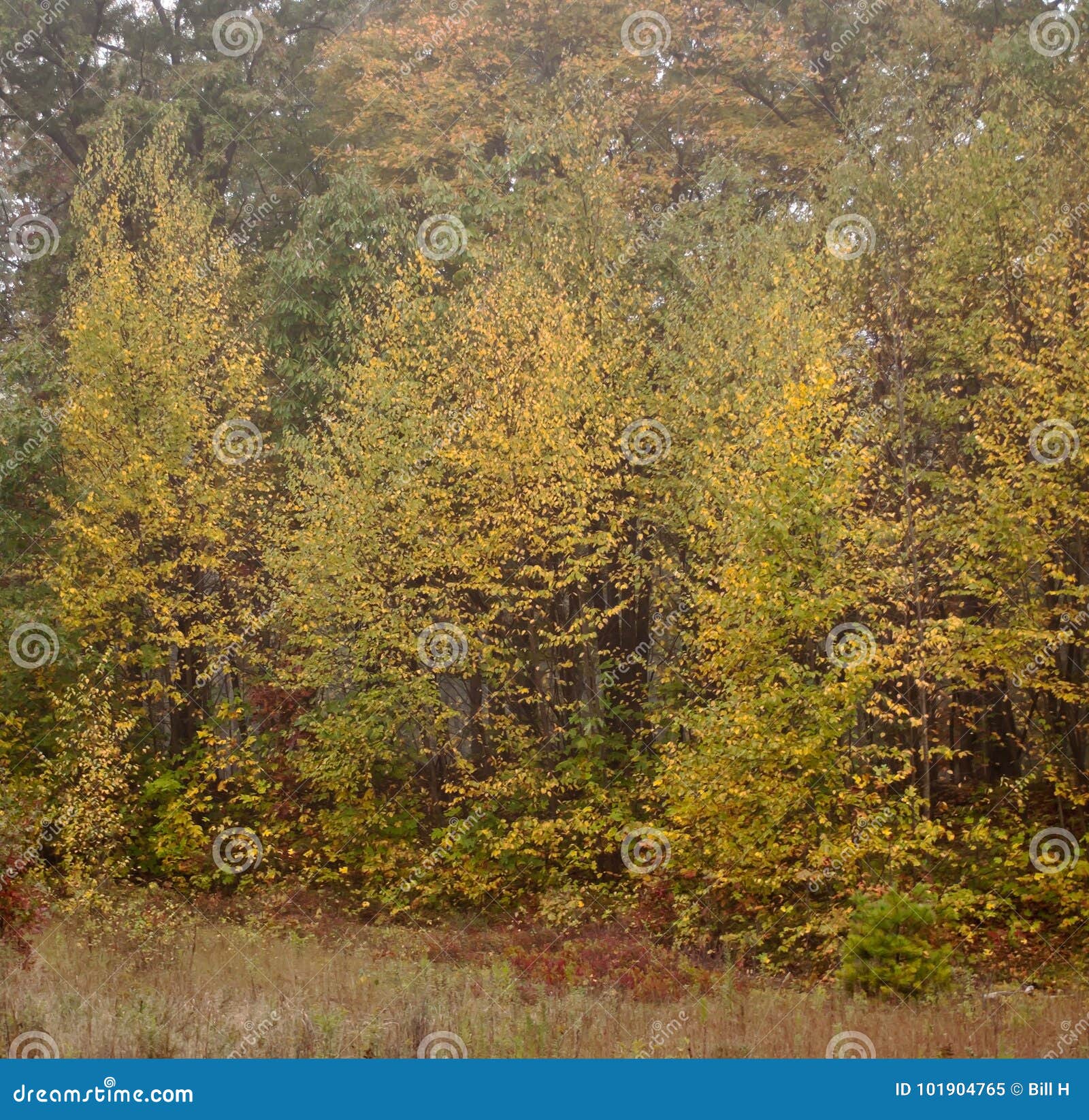 Pretty yellow fall trees stock image. Image of landscape - 101904765