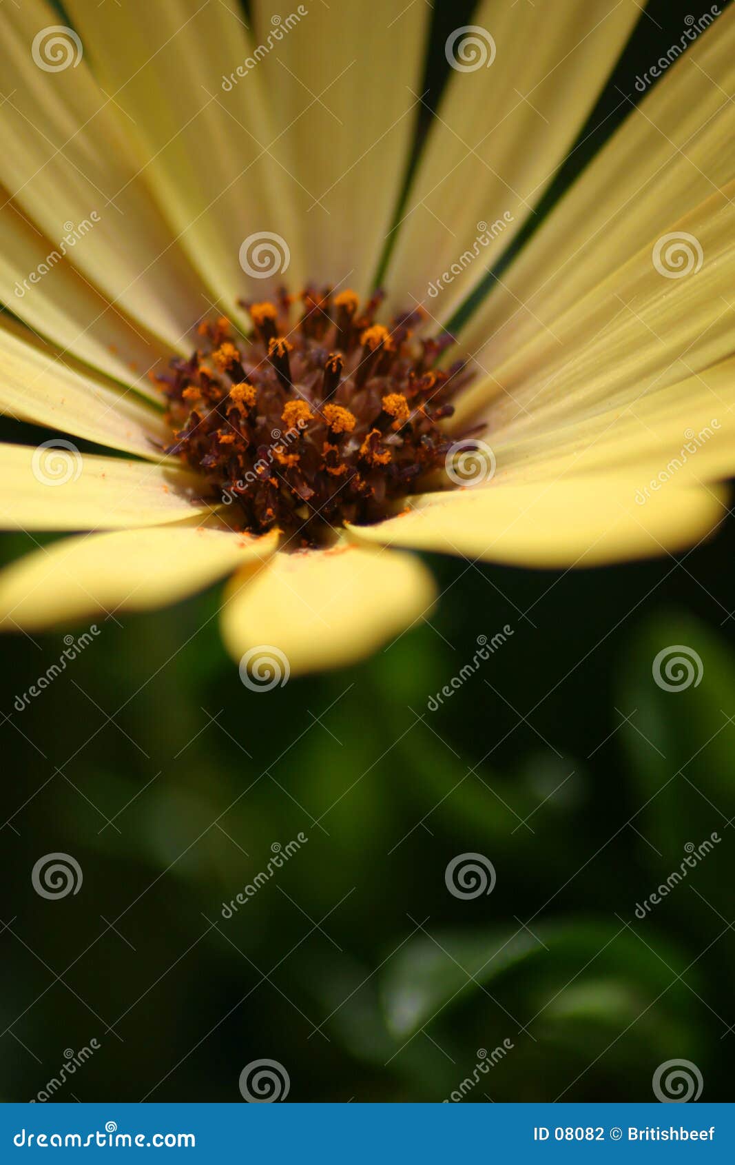 Pretty yellow flower stock photo. Image of floral, stemen - 8082
