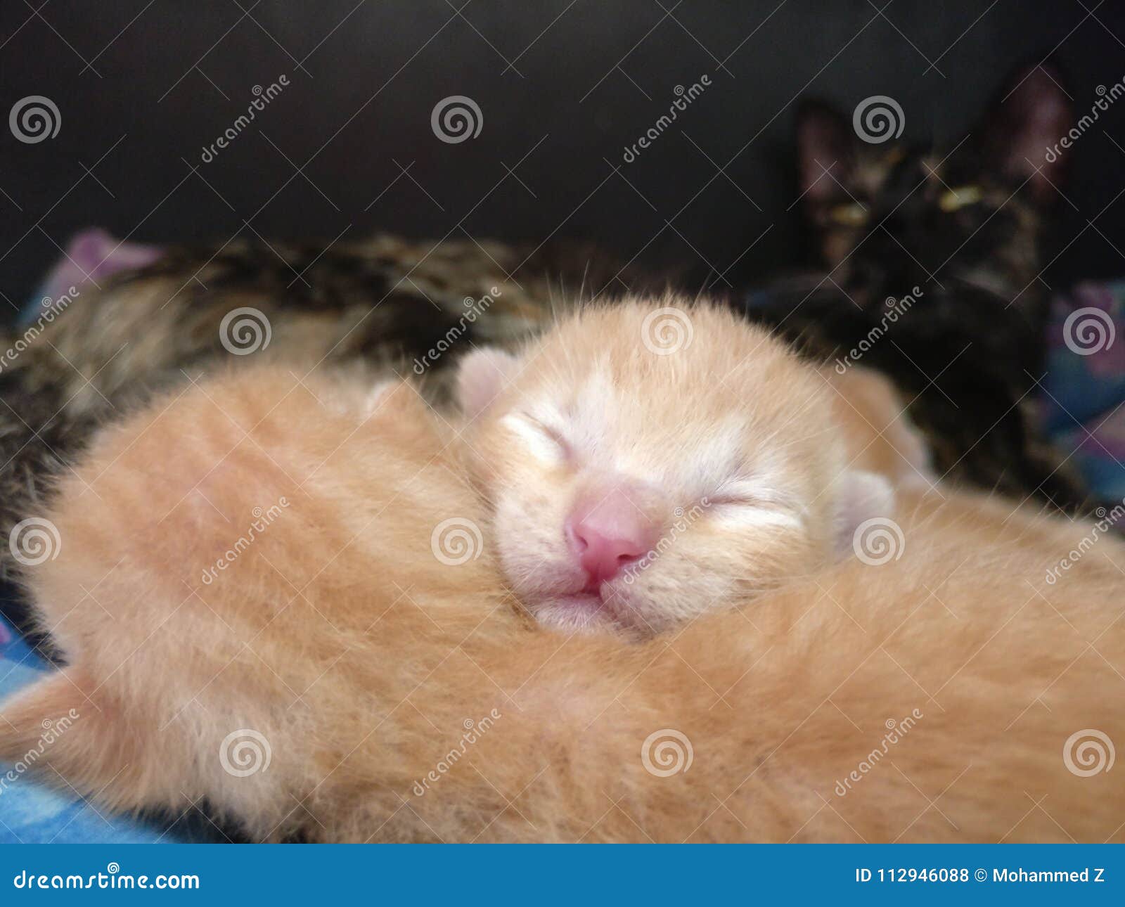 Pretty yellow kittens stock photo. Image of pretty, yellow - 112946088