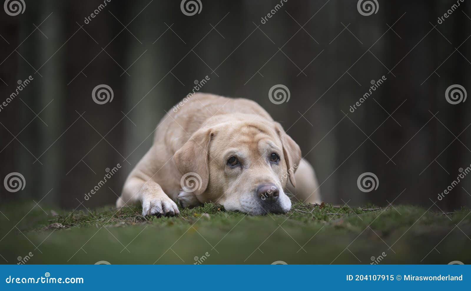 Pretty Yellow Labrador Retriever Lying Down with Its Head on the Moss ...