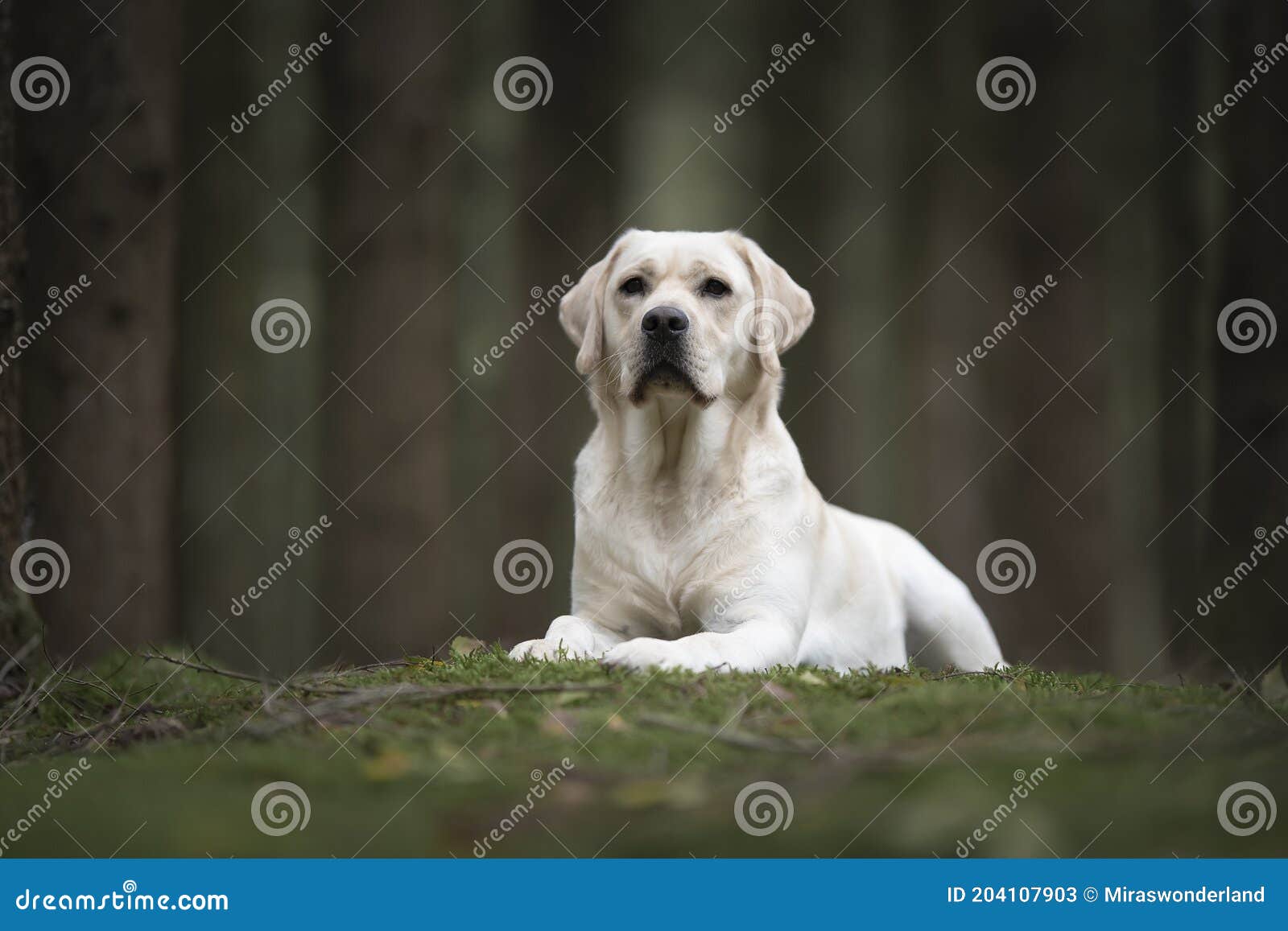 Pretty Yellow Labrador Retriever Lying Down Looking Away in a Dark ...