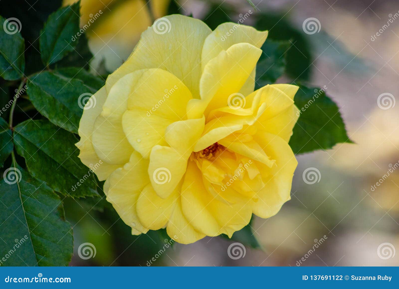 Pretty yellow rose stock photo. Image of bloomimg, floral - 137691122