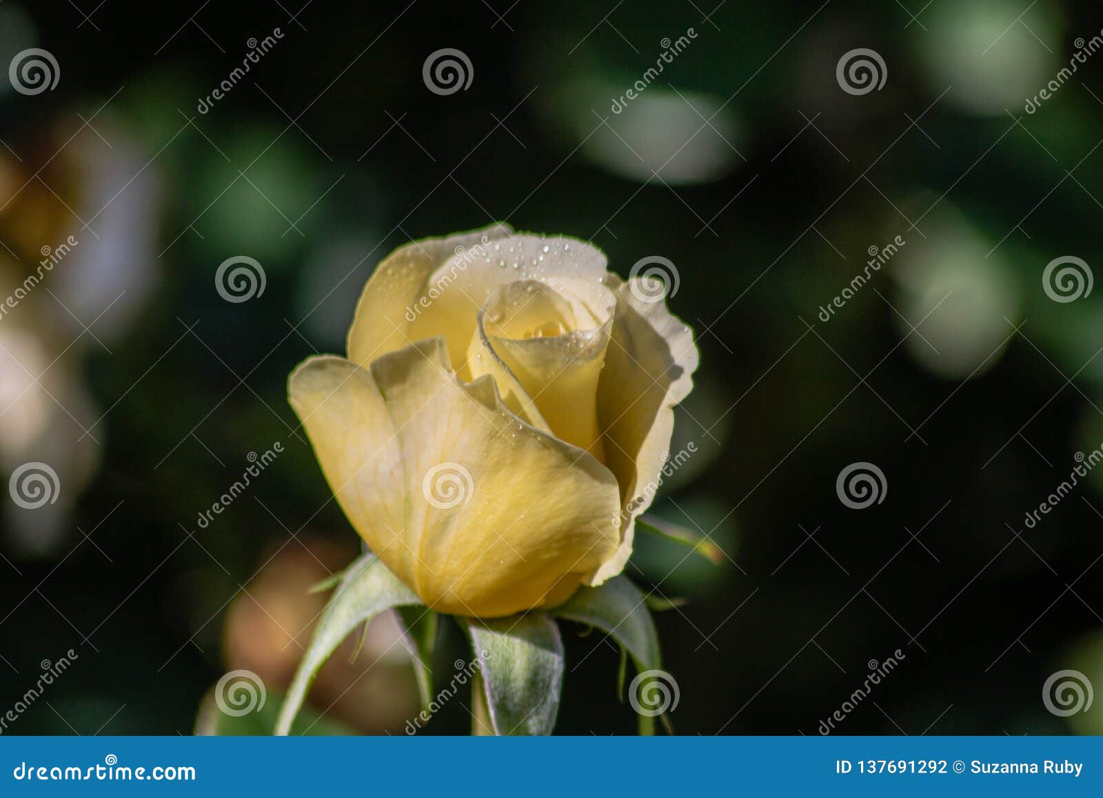Pretty yellow rose stock photo. Image of rose, bloom - 137691292