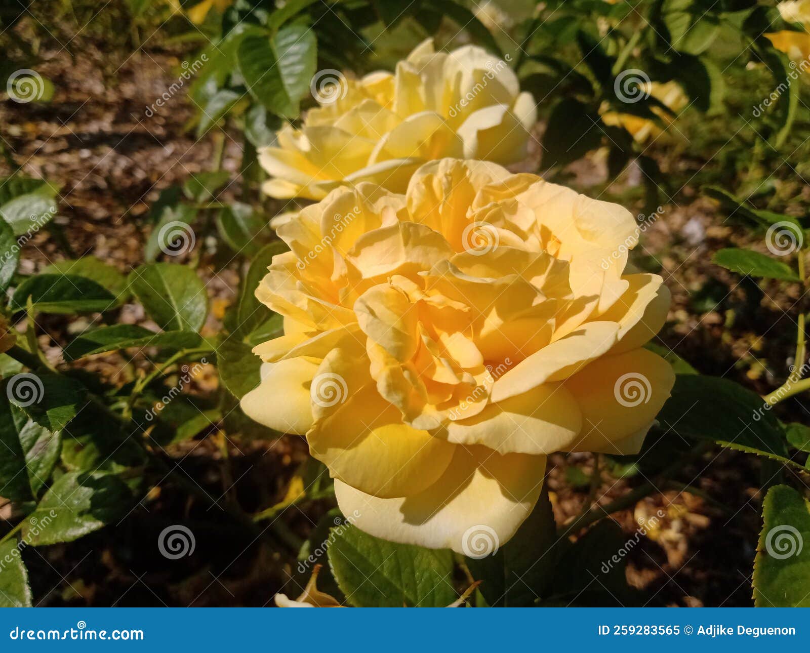 Two pretty yellow rose stock image. Image of garden - 259283565