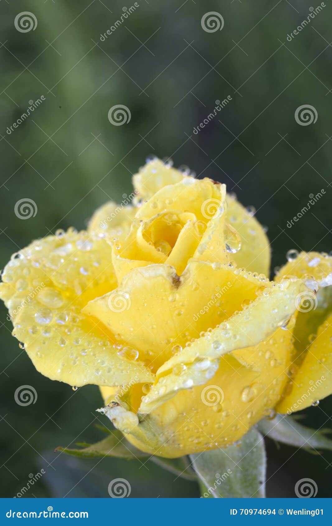 Pretty Yellow Rose with Water Drops Stock Photo - Image of open, fresh ...