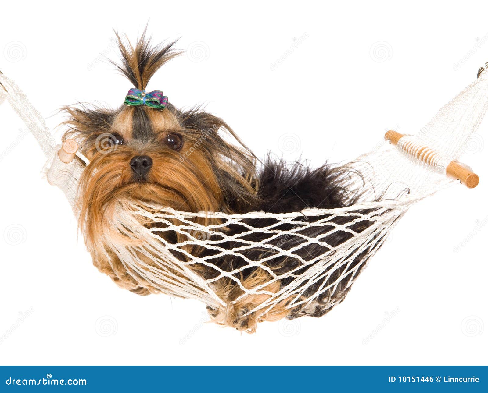Pretty Yorkie Pup Inside Mini Hammock Stock Photo - Image of friendly ...