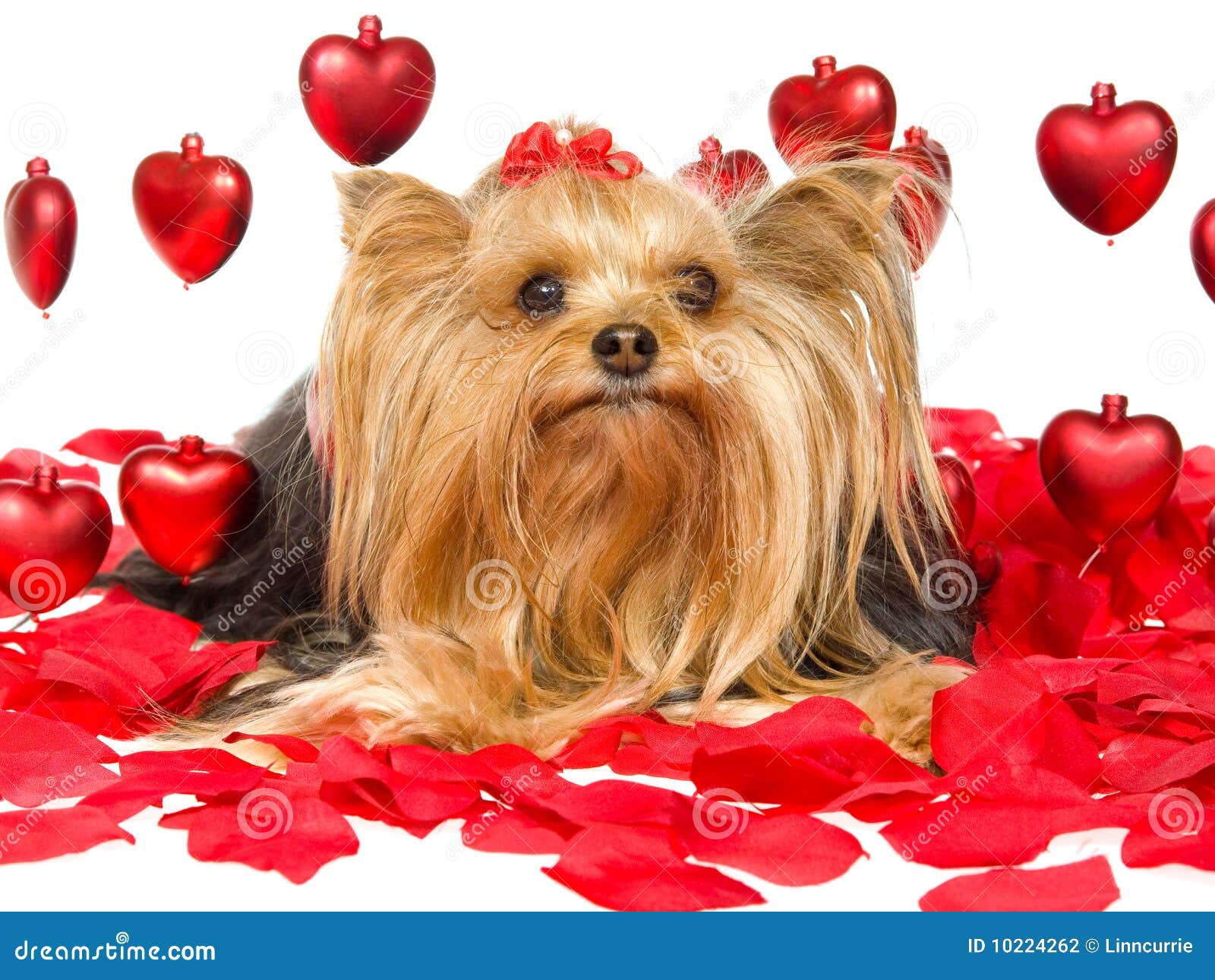 Pretty Yorkie with Red Hearts and Petals Stock Photo - Image of pets ...