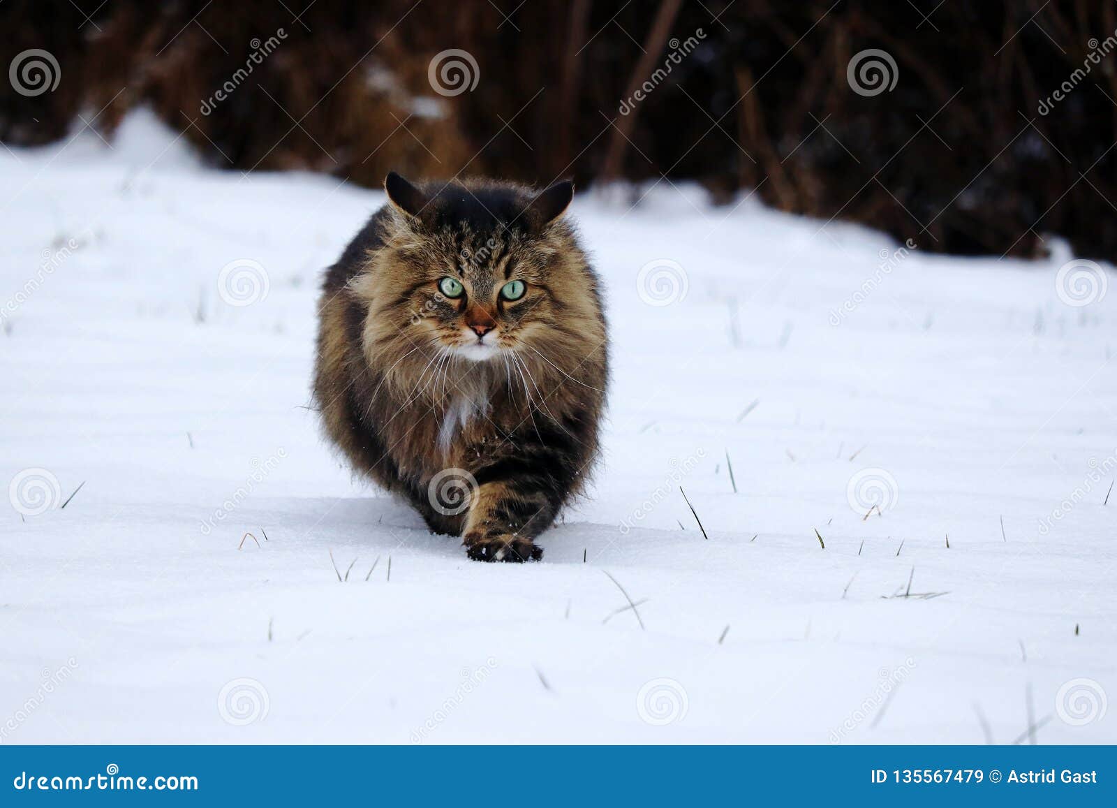 A Pretty Young Norwegian Forest Cat Hunting in the Snow Stock Image ...