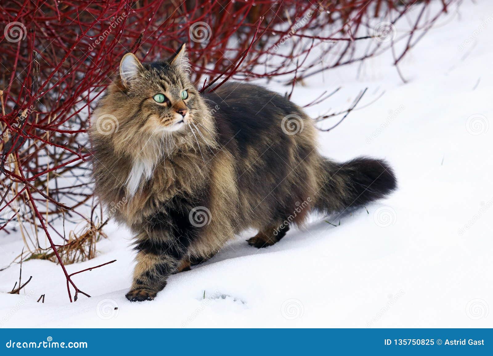 A Pretty Young Norwegian Forest Cat Hunting in the Snow Stock Image ...