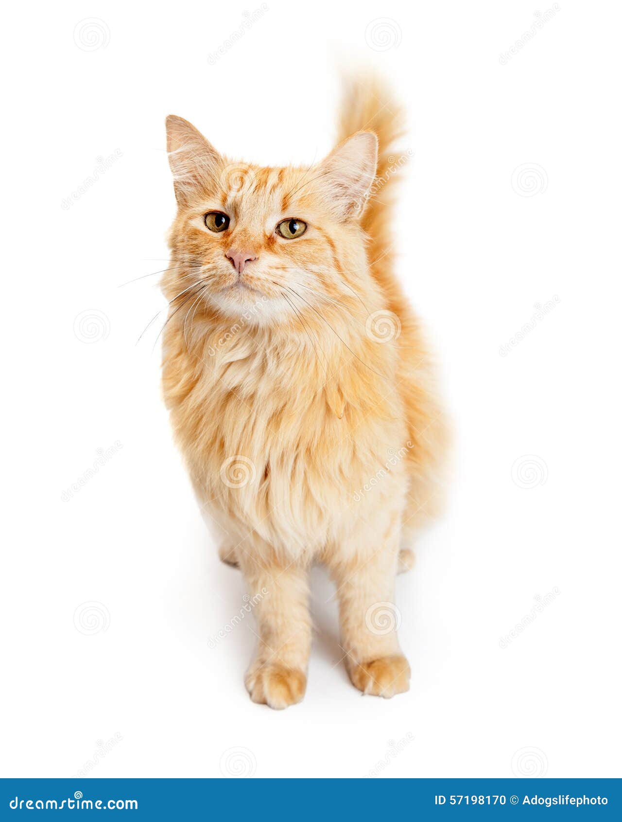 Pretty Young Orange Tabby Cat Looking Forward Stock Photo - Image of ...
