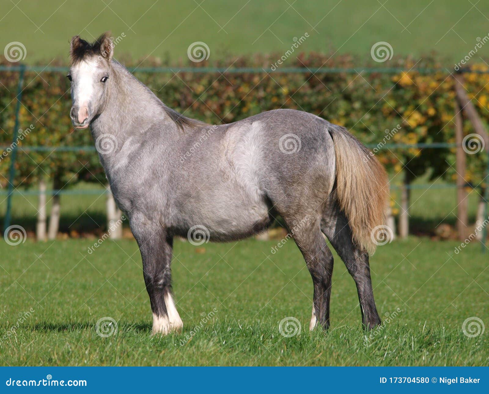 Pretty Young Pony stock photo. Image of liberty, foal - 173704580