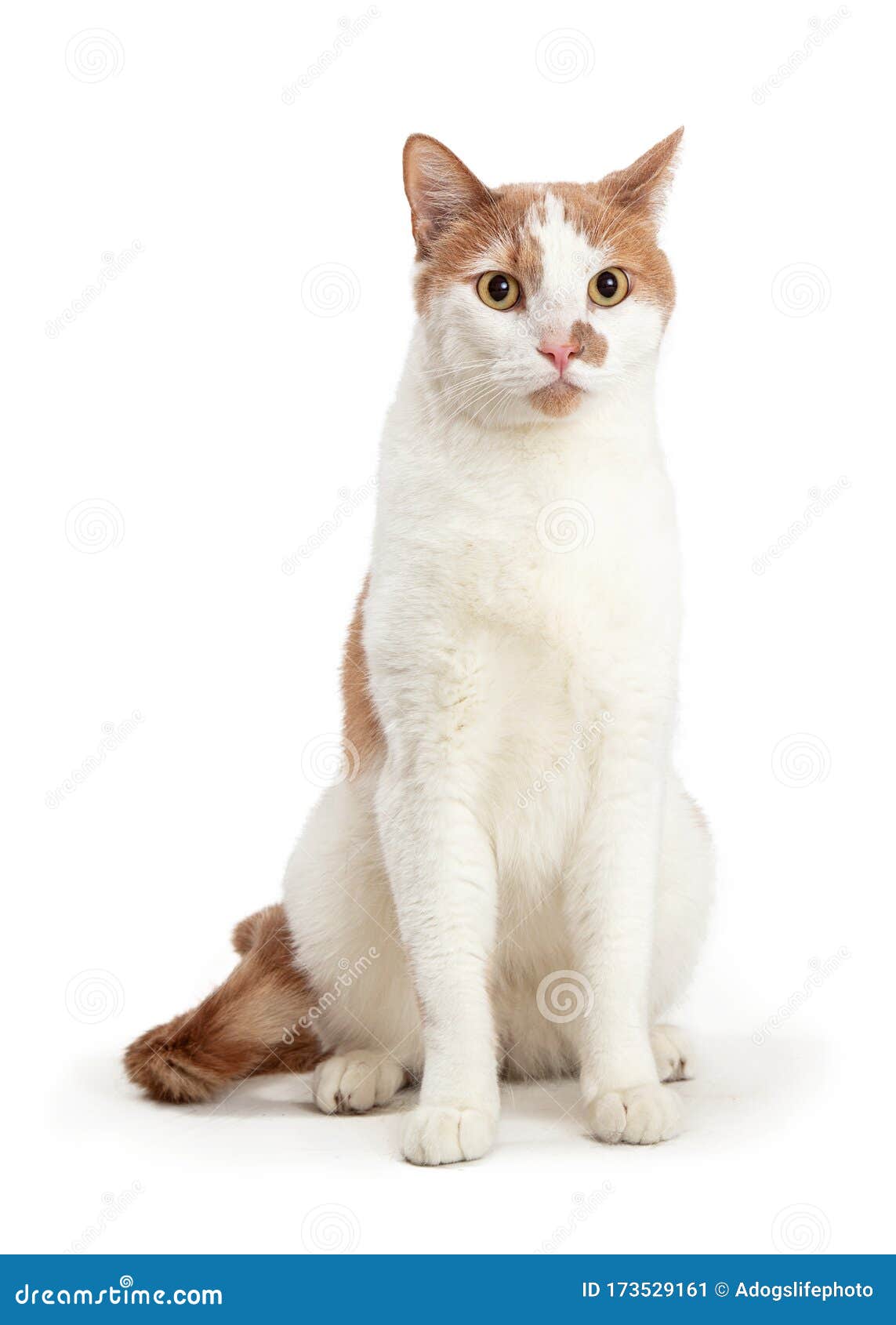 White Cat Orange Markings Isolated Sitting Stock Image - Image of ... White Cat Orange Markings Isolated Sitting Stock Image - Image of ...