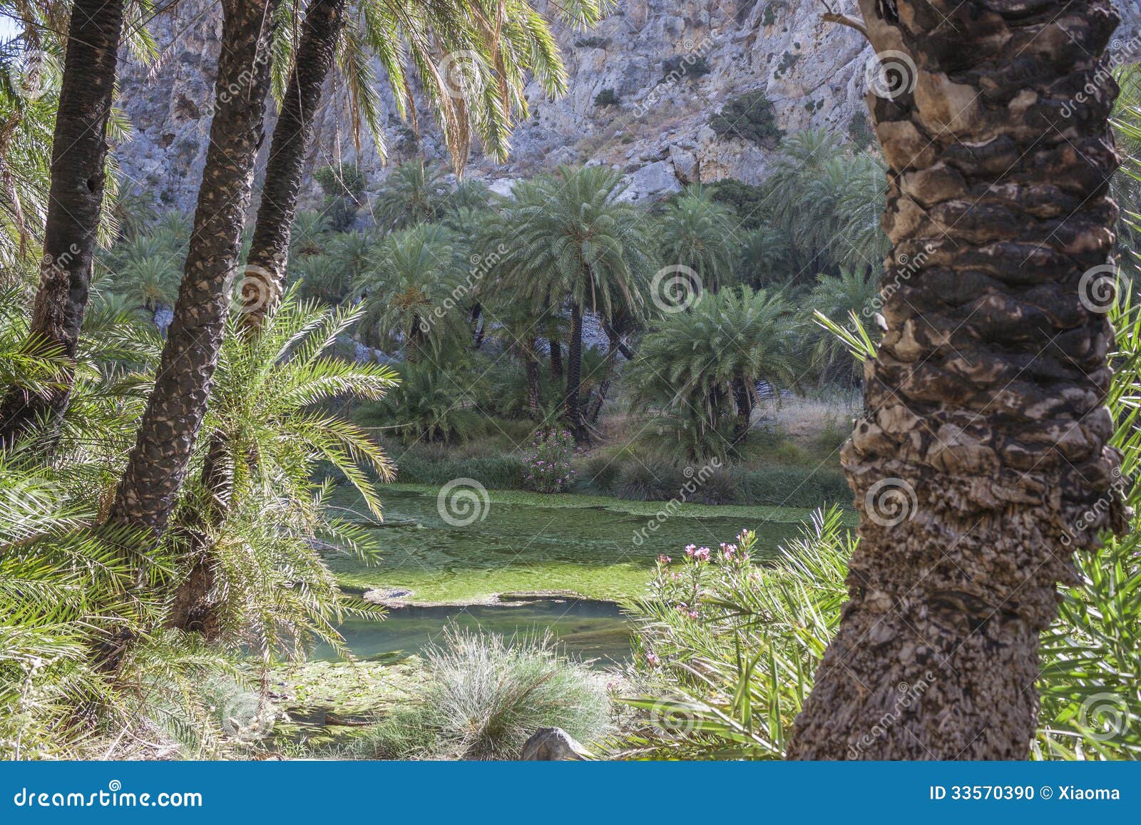 Preveli, palm grove stock photo. Image of path, forest - 33570390