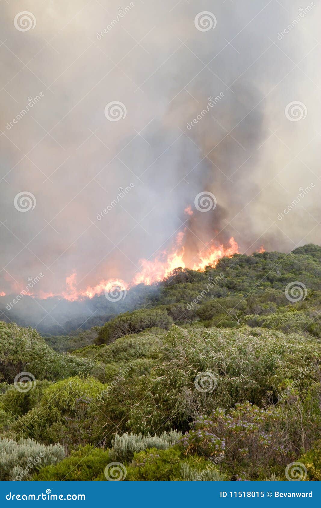 Prevelly Beach Bushfire editorial image. Image of flame - 11518015