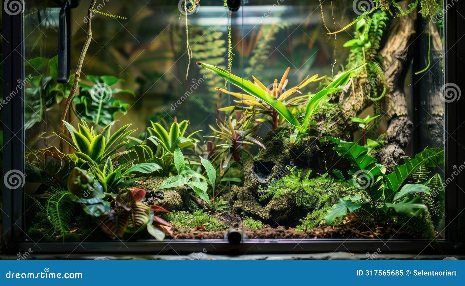 Preventing Mold And Pests In Terrariums Stock Image | CartoonDealer.com ...