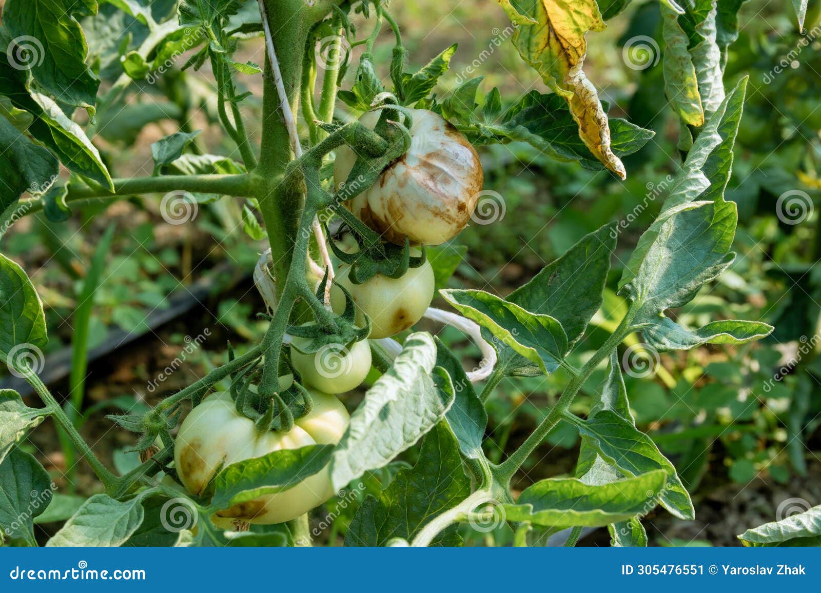 Prevention of Pests and Diseases Affecting Tomato Plants. Stock Image ...