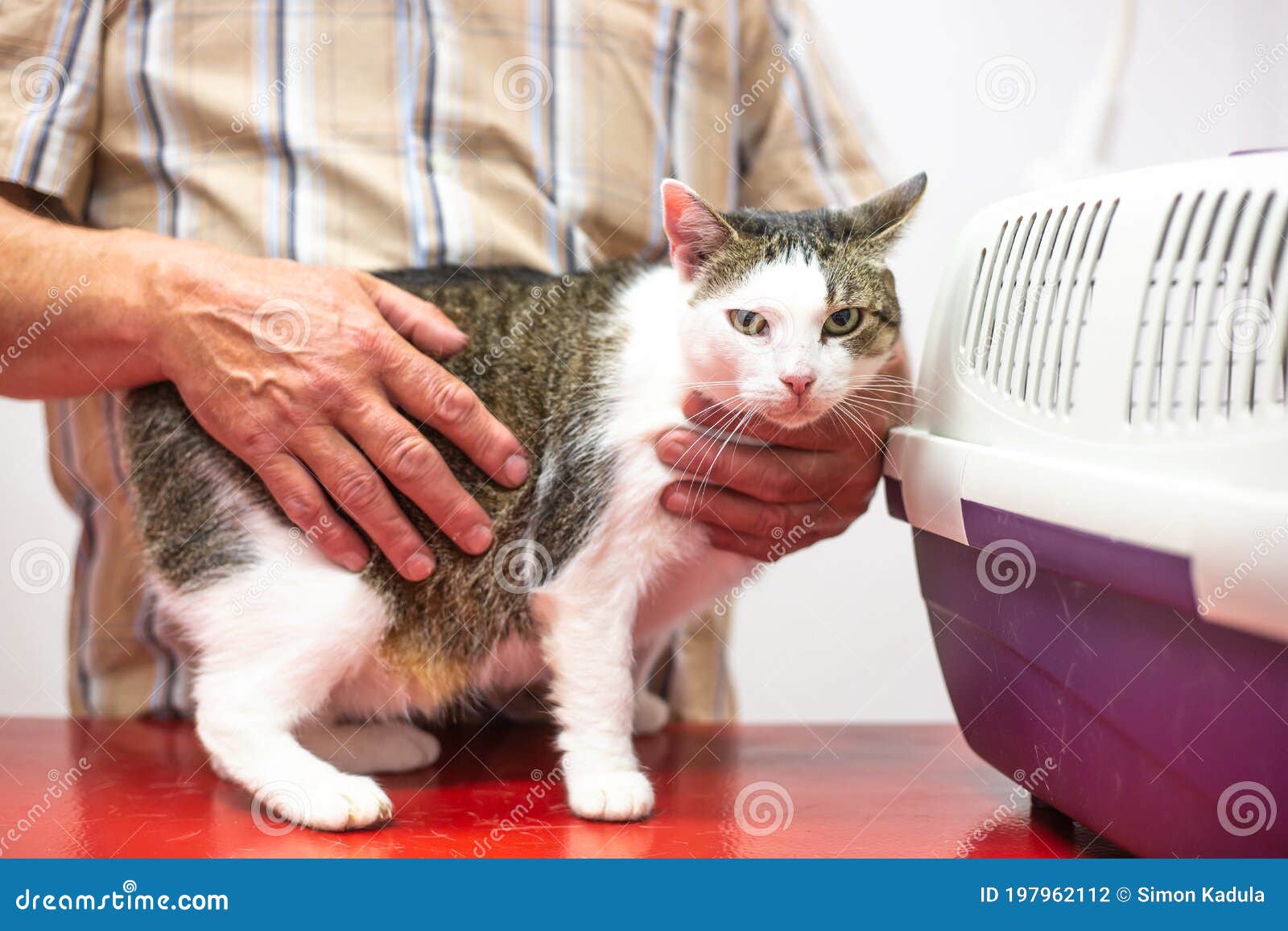 Preventive Control of a Cat at a Veterinary Clinic, Animal Concept ...