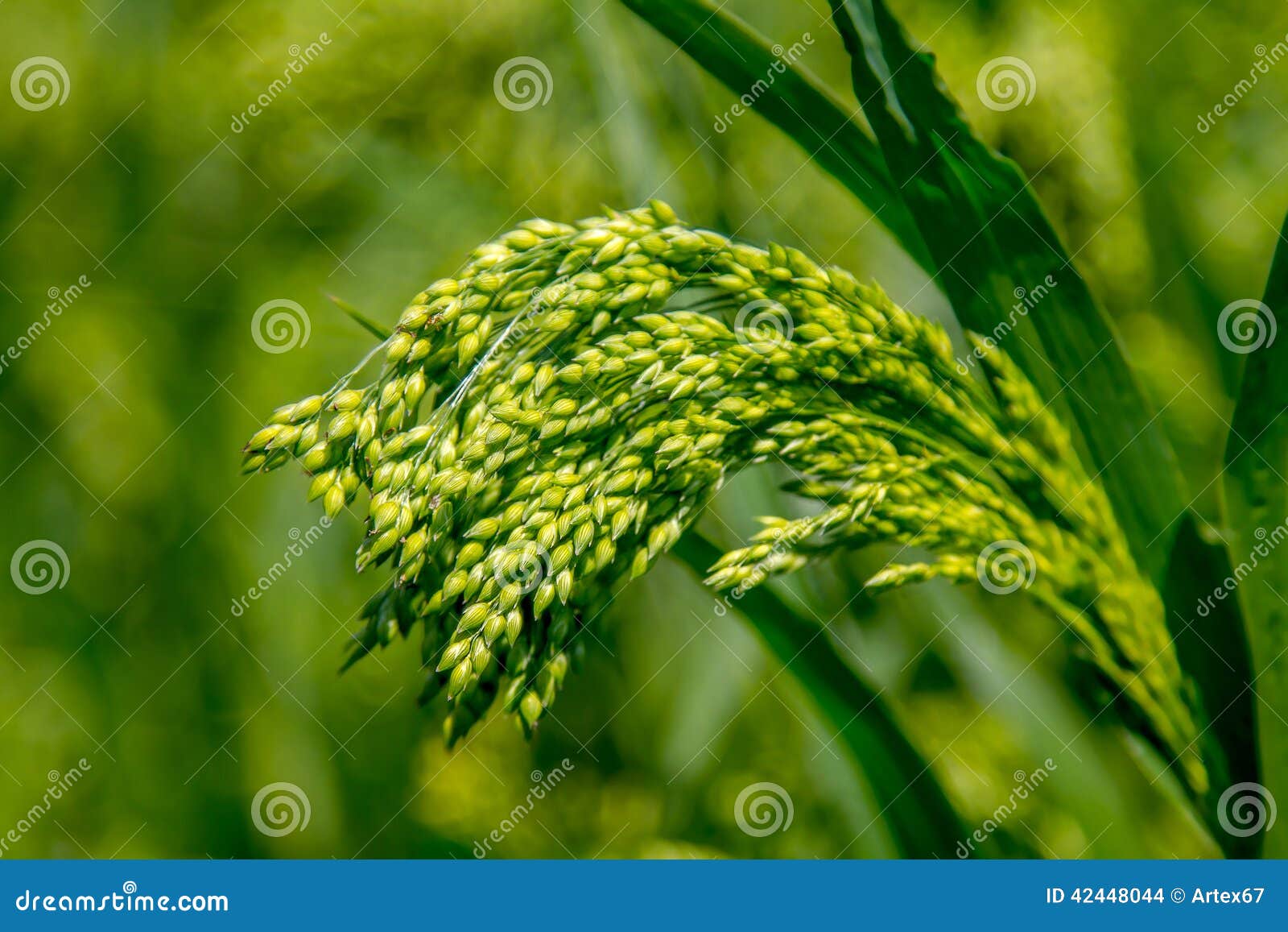 Preview Green Field Plant Millet Background Stock Photo | CartoonDealer ...