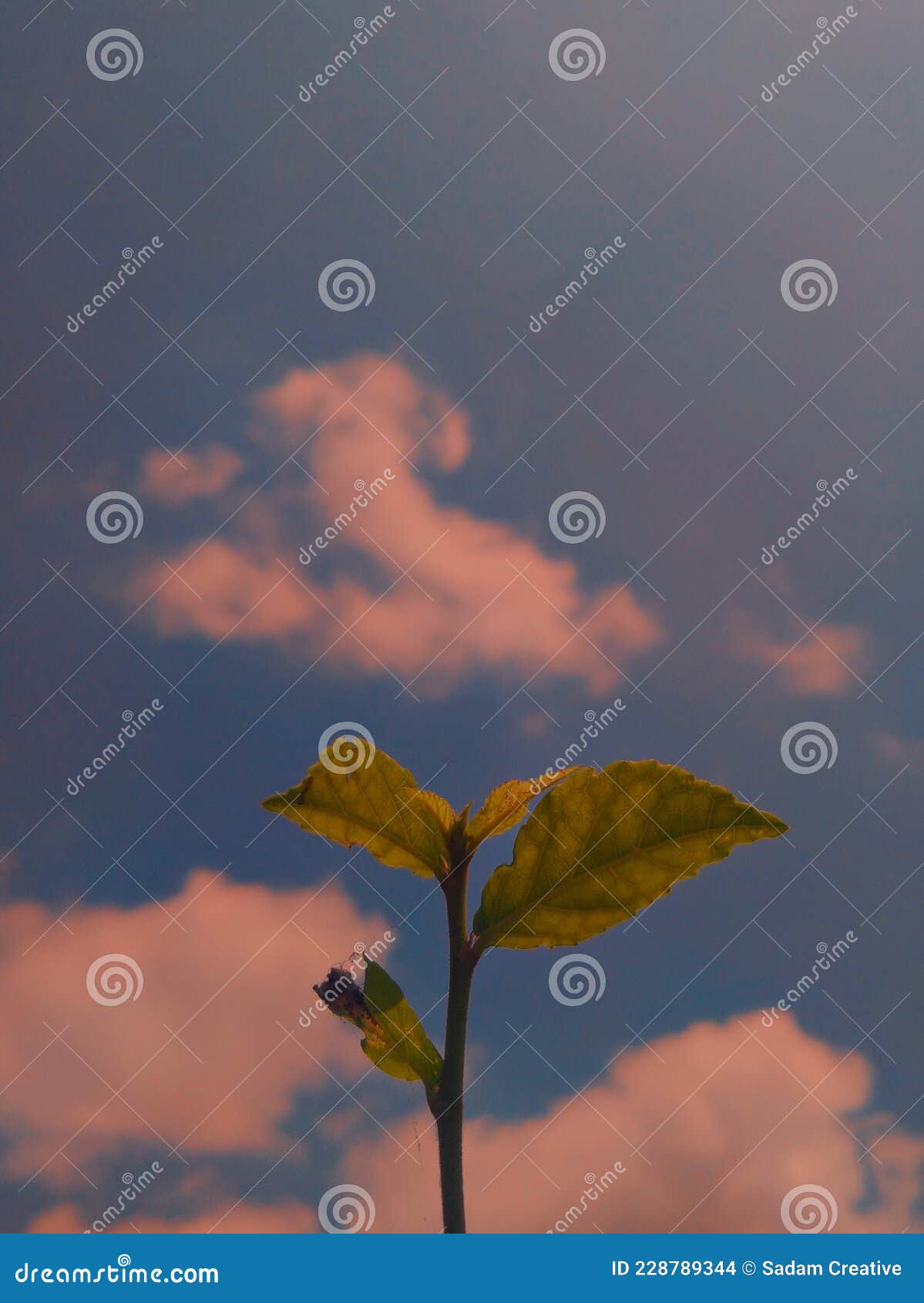 Preview leaf after day stock photo. Image of nature - 228789344