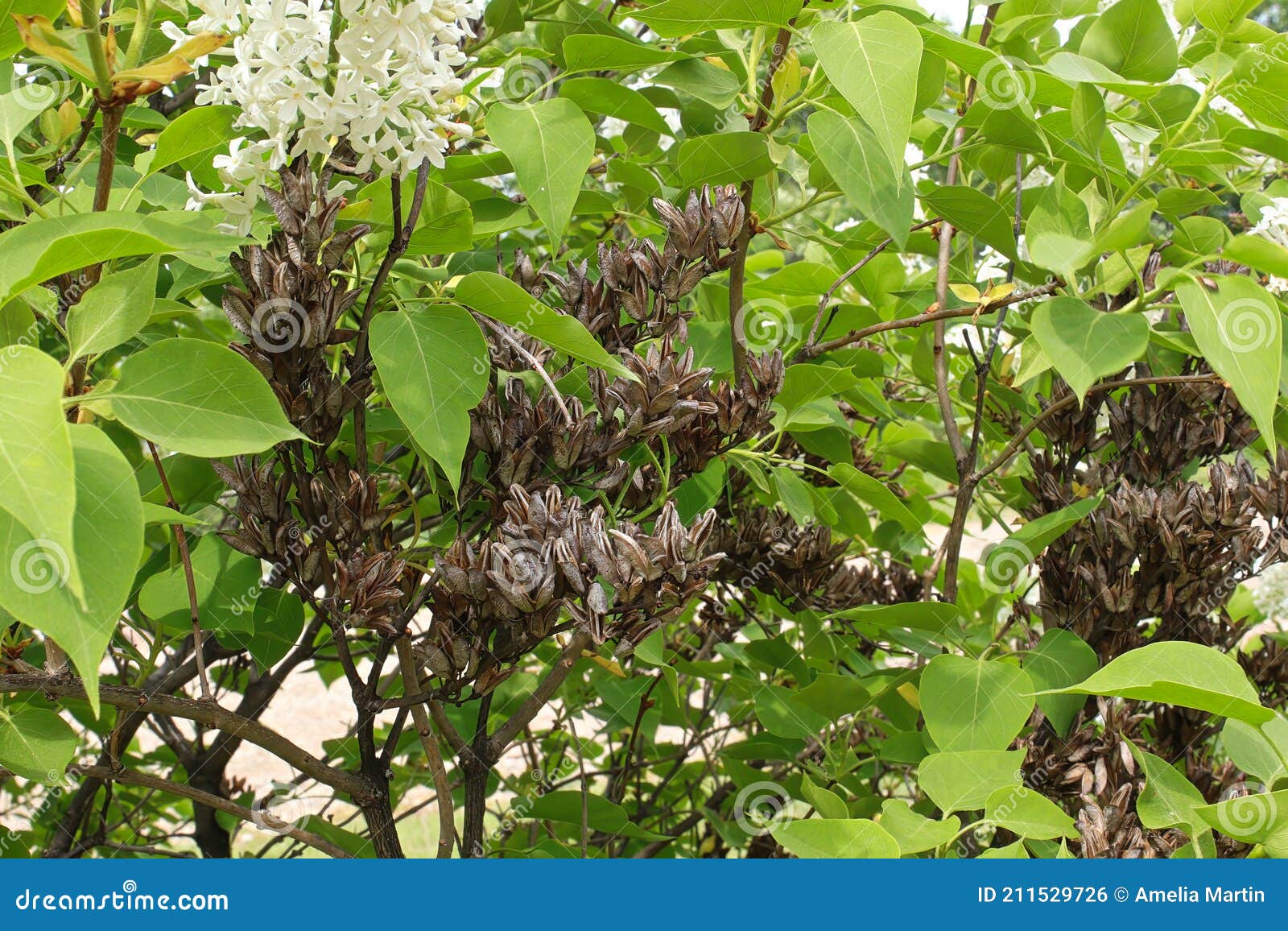 Previopus Years Seed Pods on a Lilac Bush Stock Photo - Image of ...