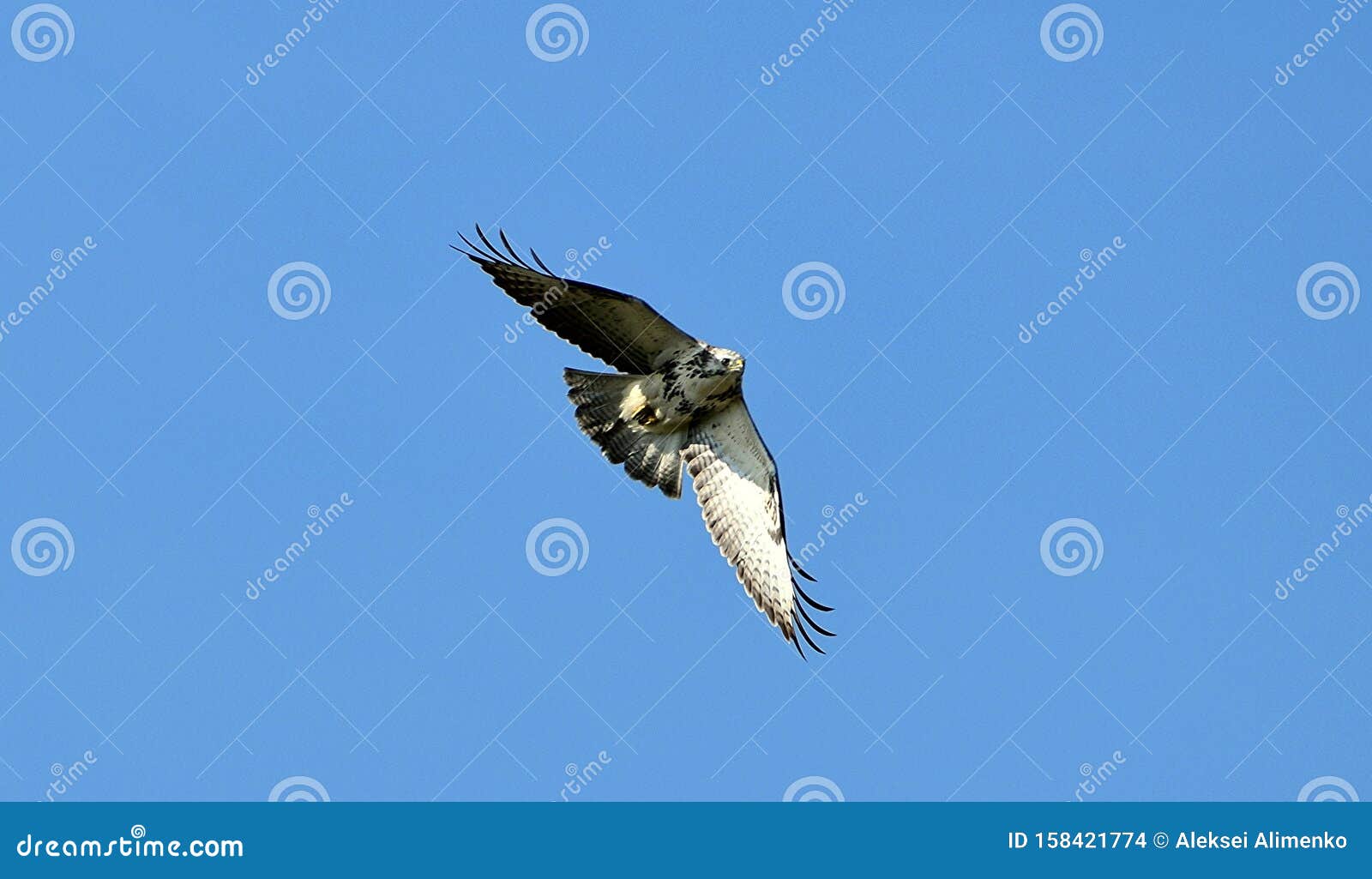 Prey Goshawk Flying Bird.Hawk on the Wing Stock Photo - Image of ...