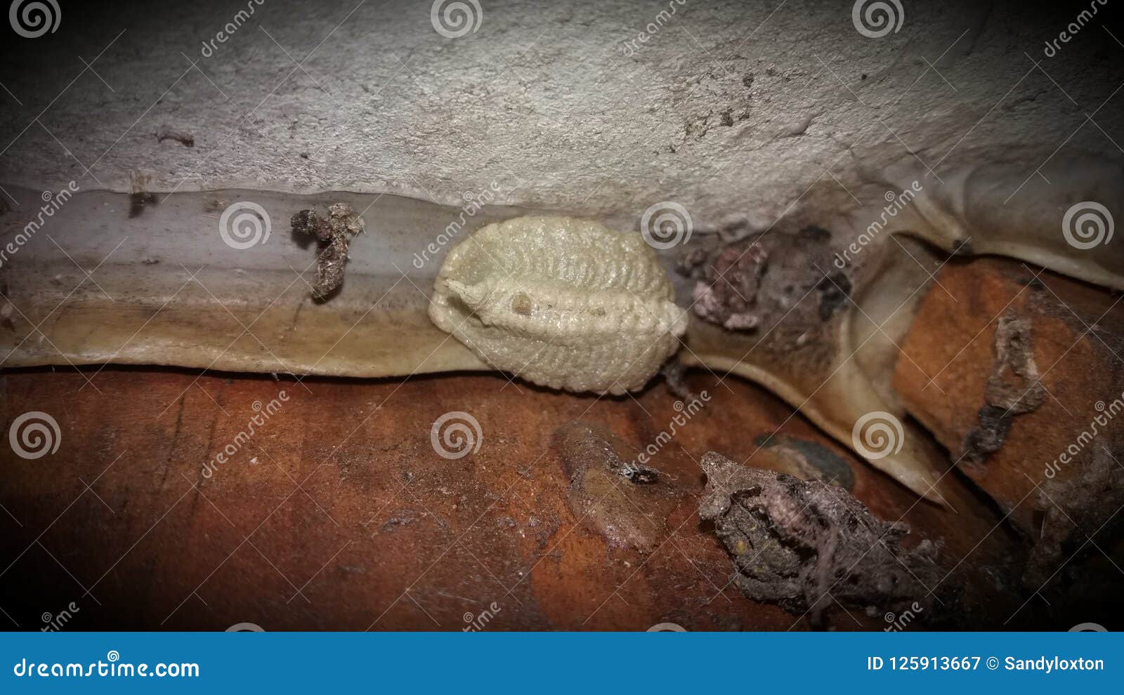Prey mantis egg cocoon stock image. Image of spring - 125913667