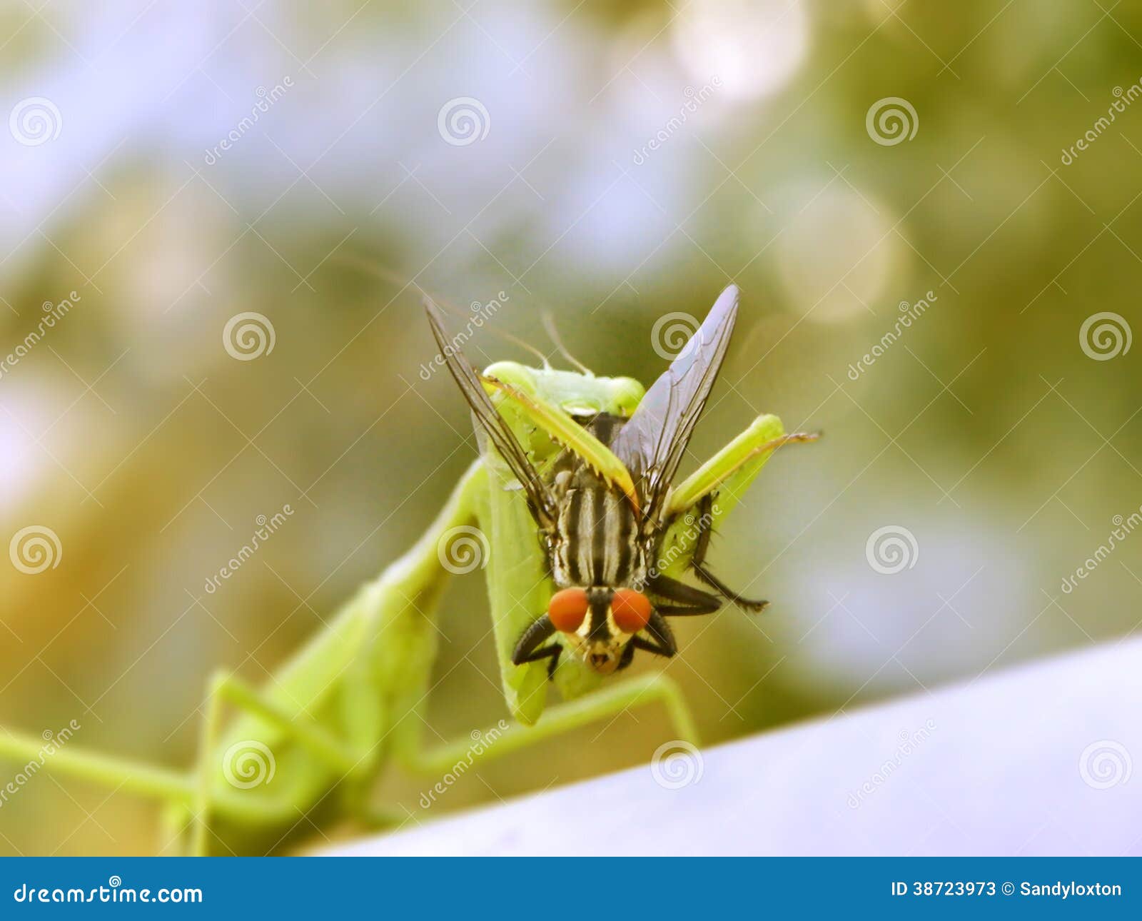 The Prey Mantis and the Fly Stock Image - Image of pests, bugs: 38723973