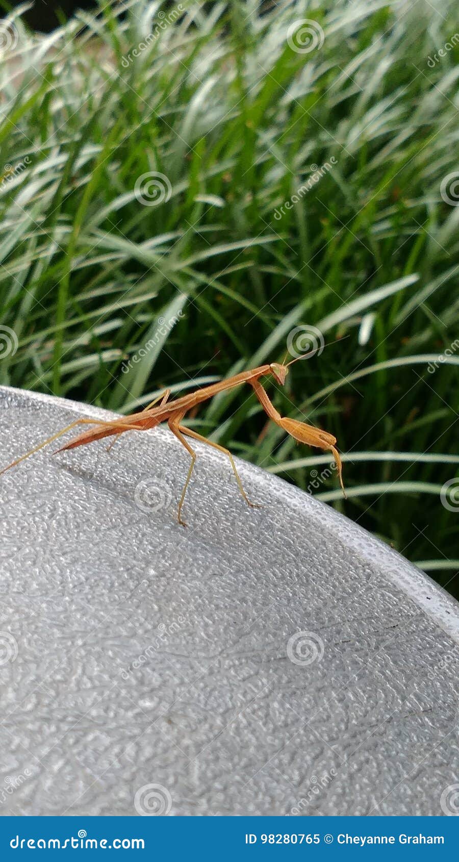 Prey Mantis stock image. Image of preymantis, bugs, mantis - 98280765