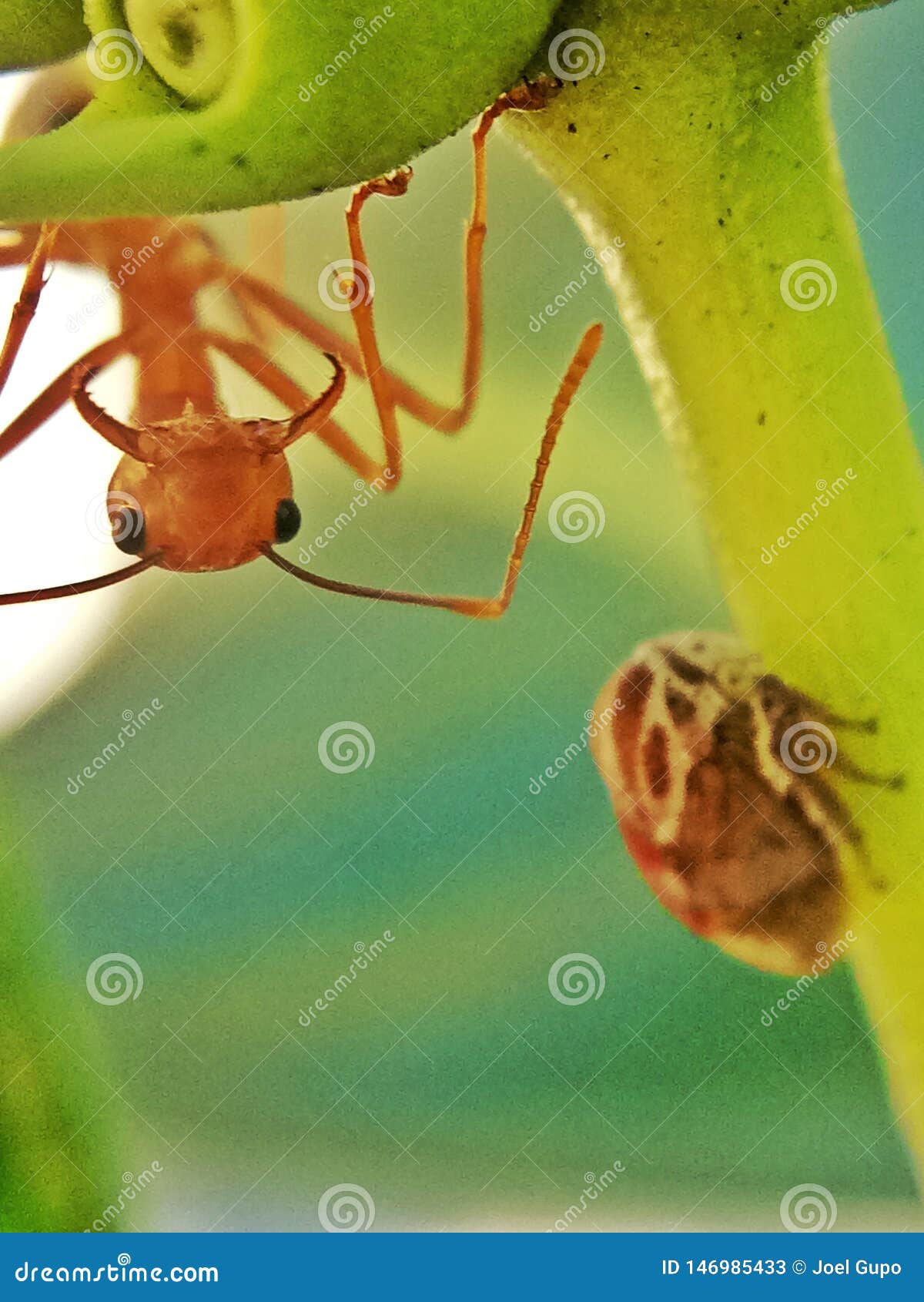 The prey and the predator stock image. Image of insect - 146985433