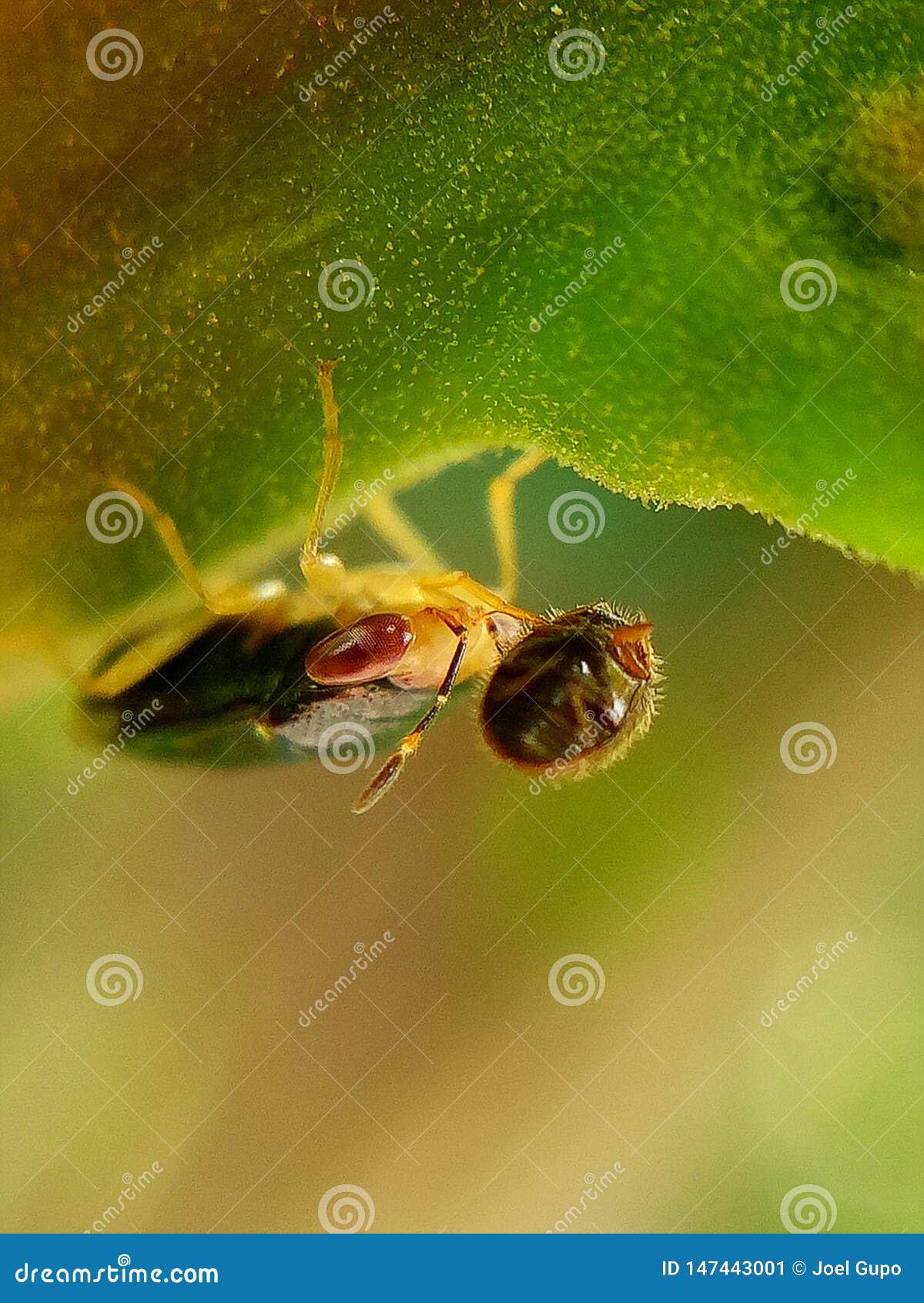 The prey and the predator stock image. Image of predator - 147443001