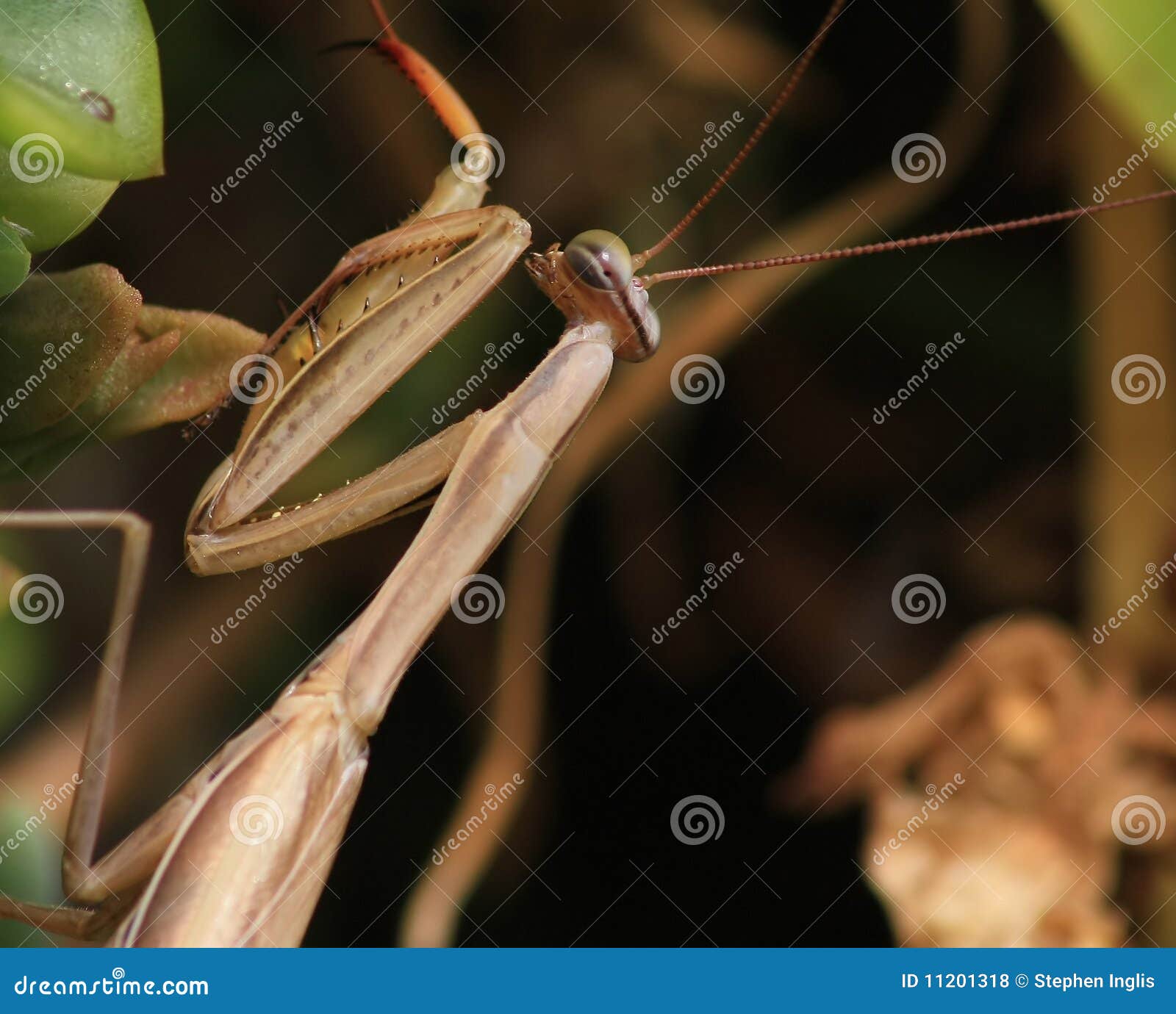 Preying Mantis stock photo. Image of macro, outdoor, mantis - 11201318