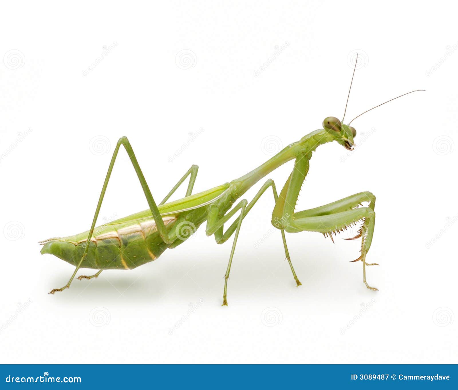 Praying Mantis Eating Mouse