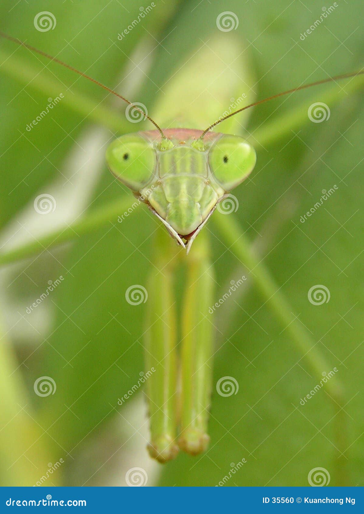 Preying mantis stock photo. Image of head, detail, close - 35560