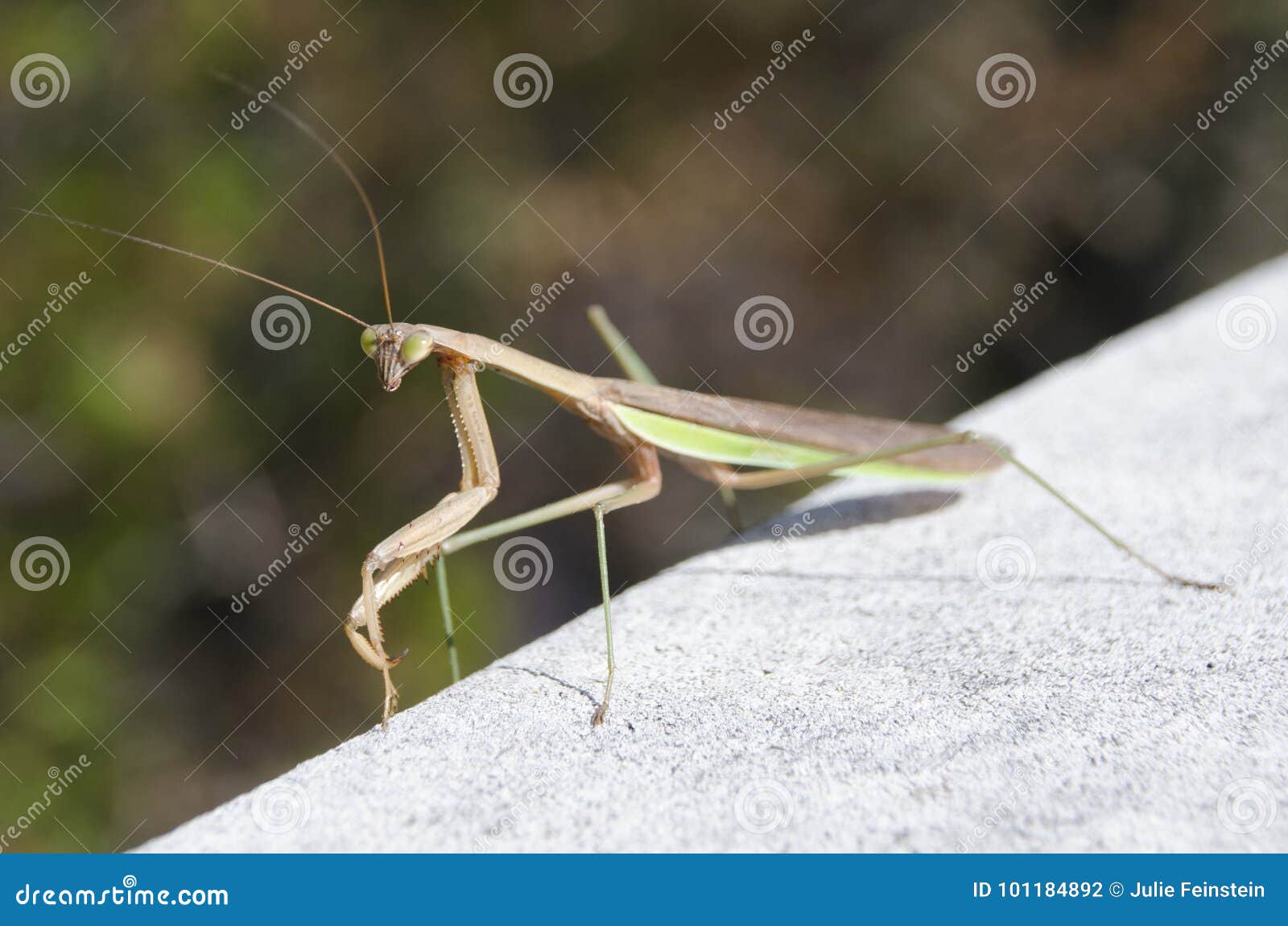 Preying Mantis stock photo. Image of sinensis, predator - 101184892