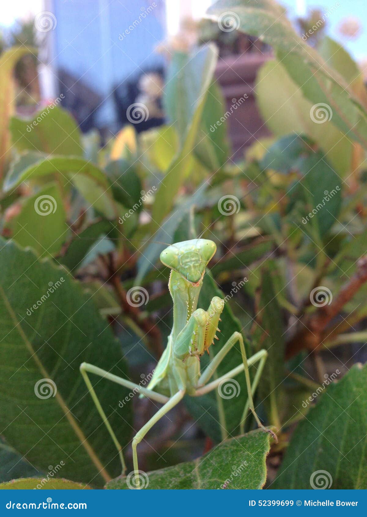 Preying mantis close up stock image. Image of preying - 52399699