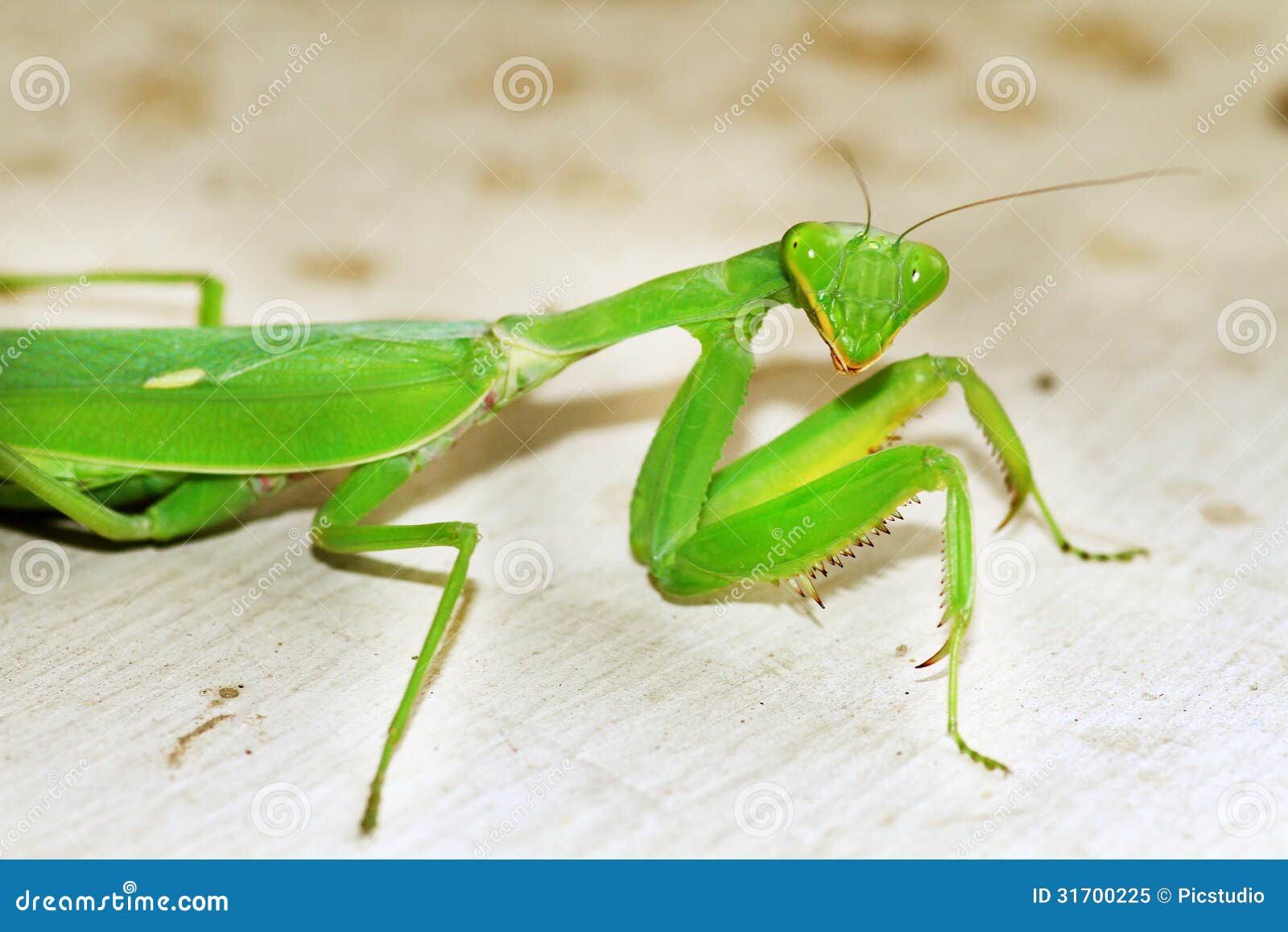 Preying mantis stock image. Image of preying, mantis - 31700225