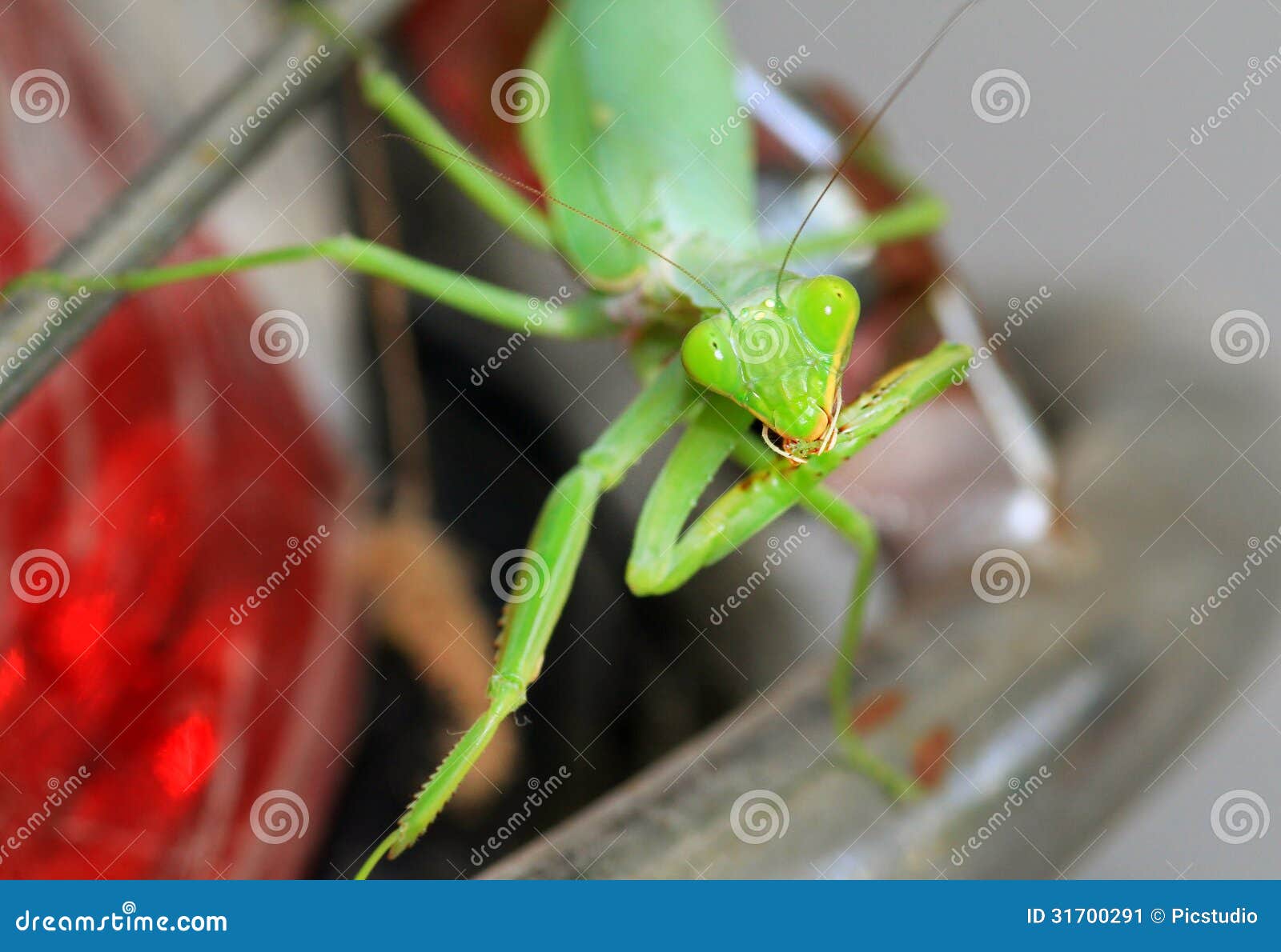 Green Mentis In Natural Background Stock Photo | CartoonDealer.com ...