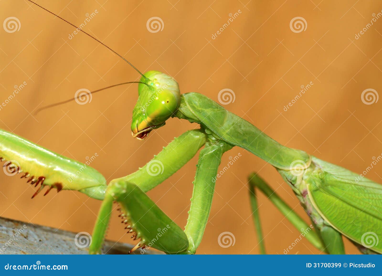 Green Mentis In Natural Background Stock Photo | CartoonDealer.com ...